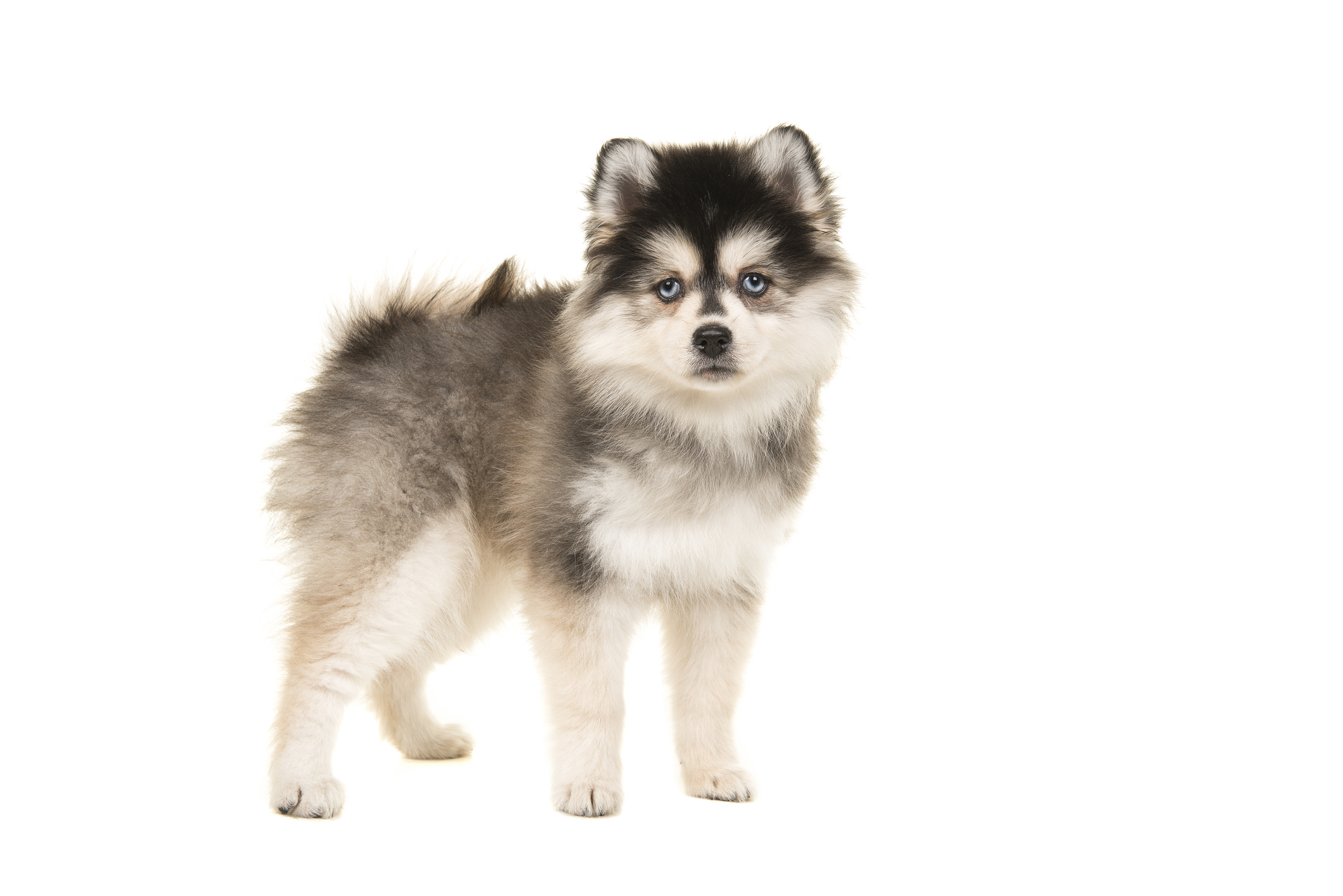 Pomsky Dog Breed Information & Characteristics