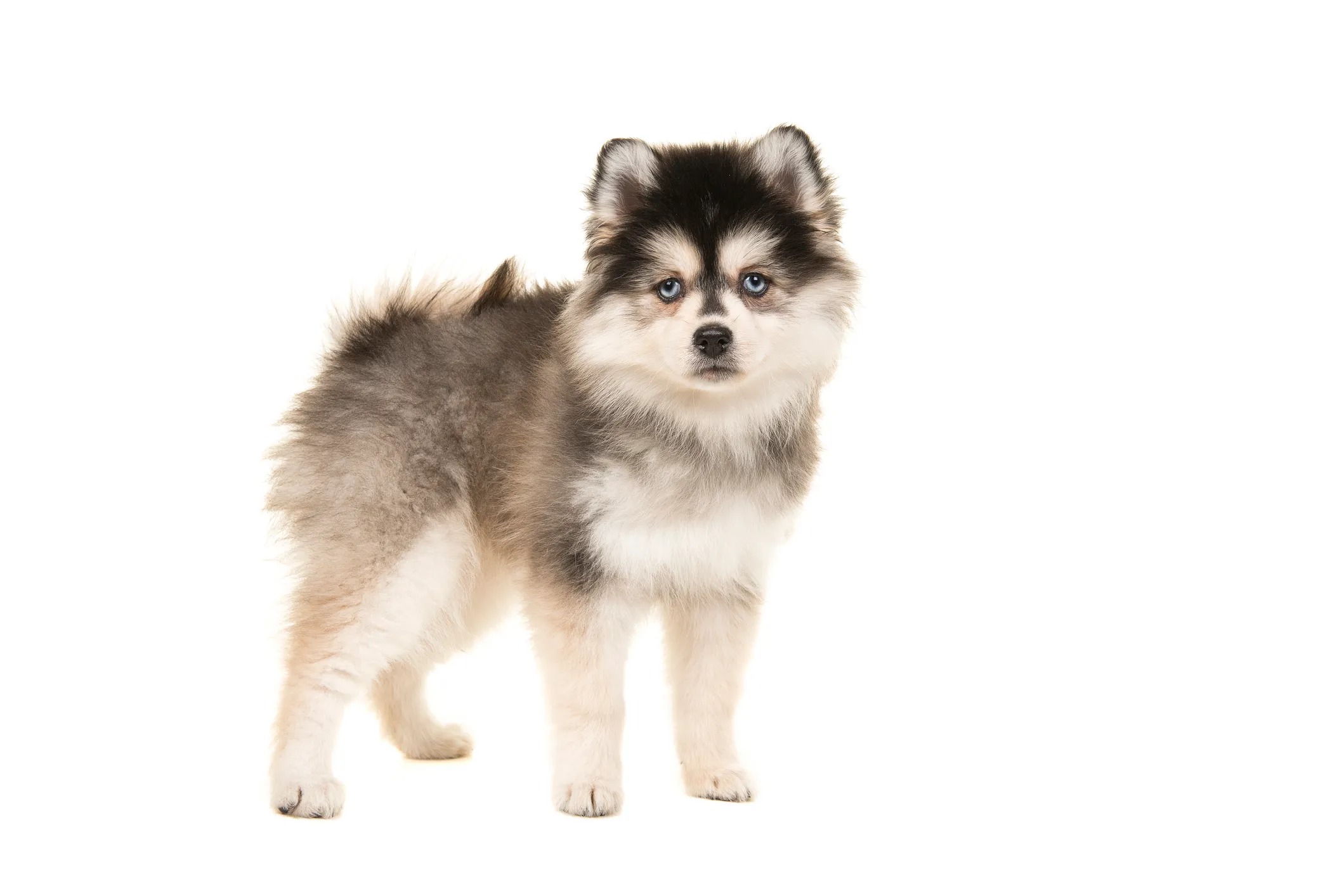 Pomsky Dog Breed Information & Characteristics