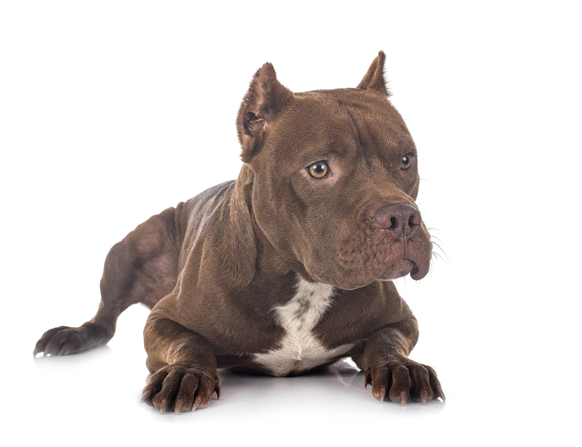 American Pit Bull Terrier Dog Breed Information & Characteristics