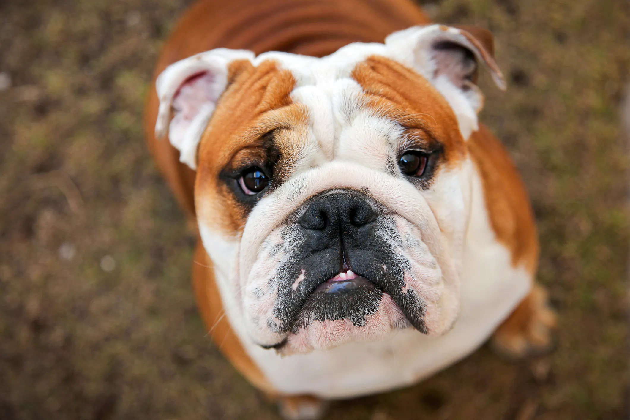 Bulldog Dog Breed Information & Characteristics