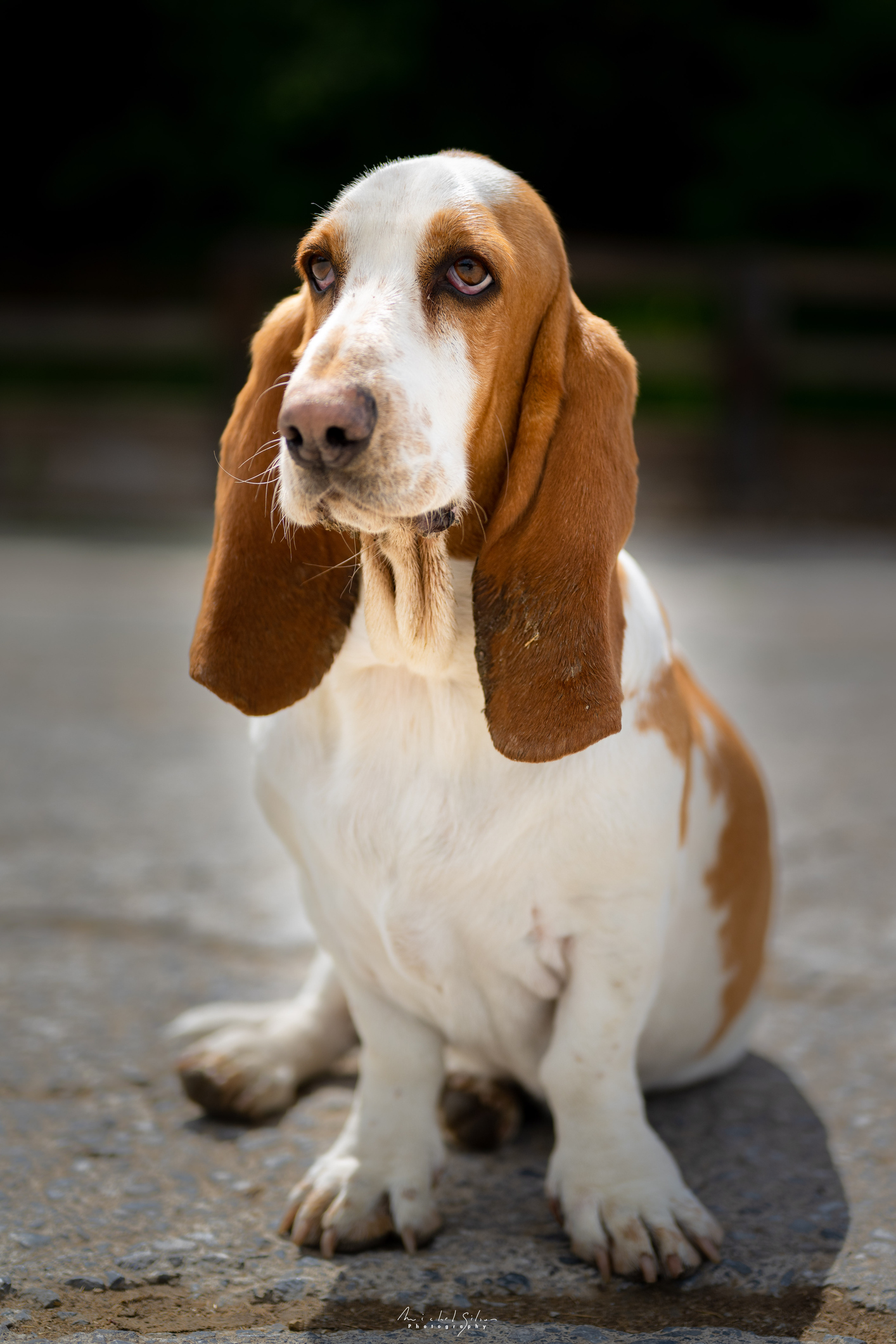 Basset Hound Dog Breed Information & Characteristics