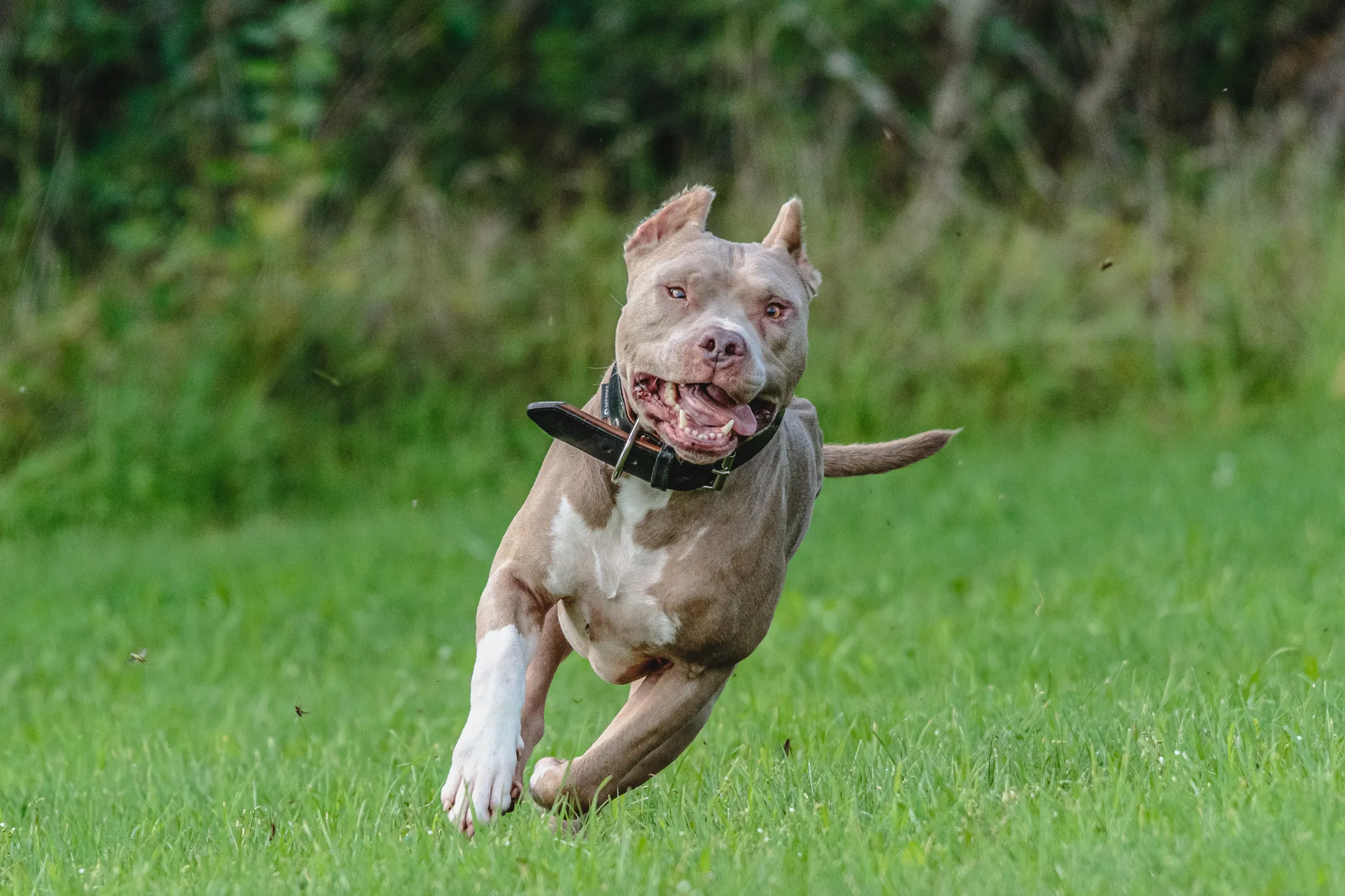 American Pit Bull Terrier Dog Breed Information & Characteristics