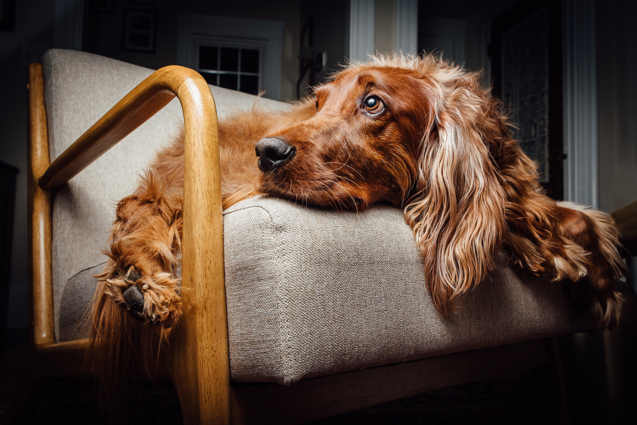 Irish Setter Dog Breed Information & Characteristics