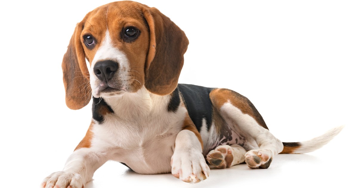 Bocker Dog Breed Information & Characteristics