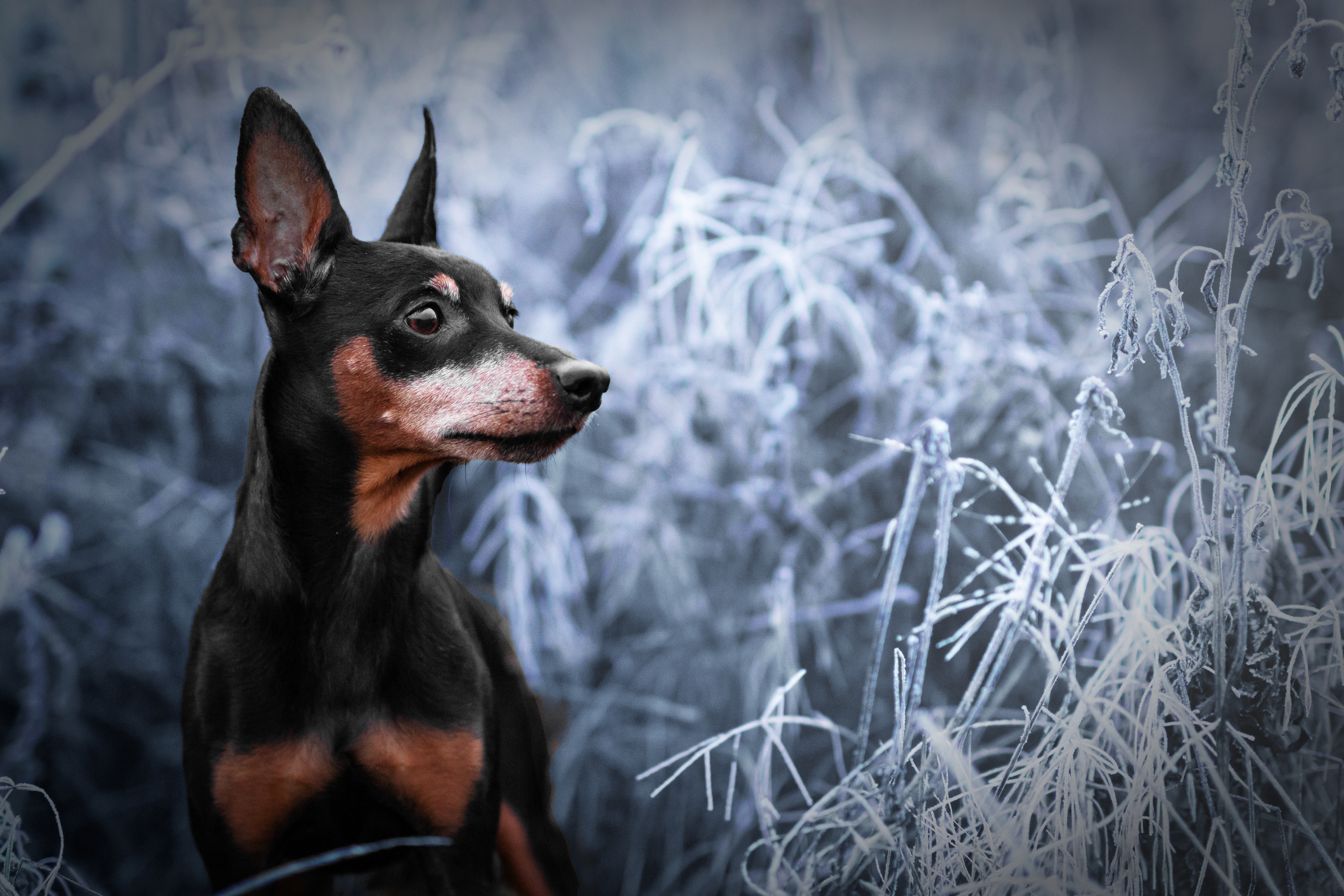 Miniature Pinscher Dog Breed Information & Characteristics