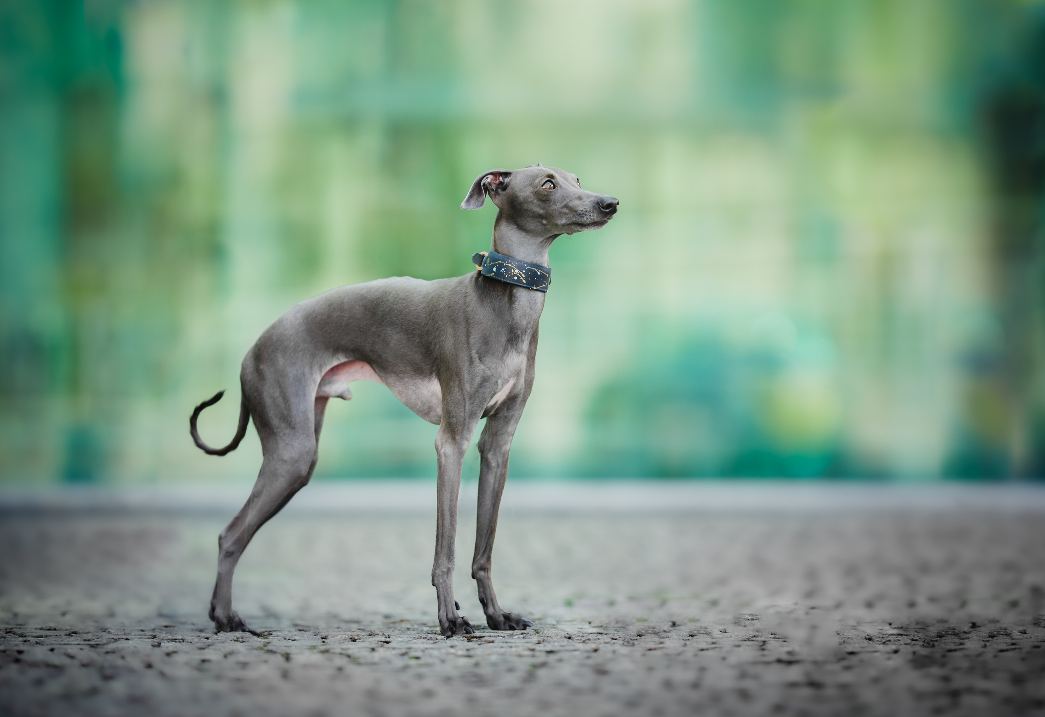 Italian Greyhound Dog Breed Information & Characteristics