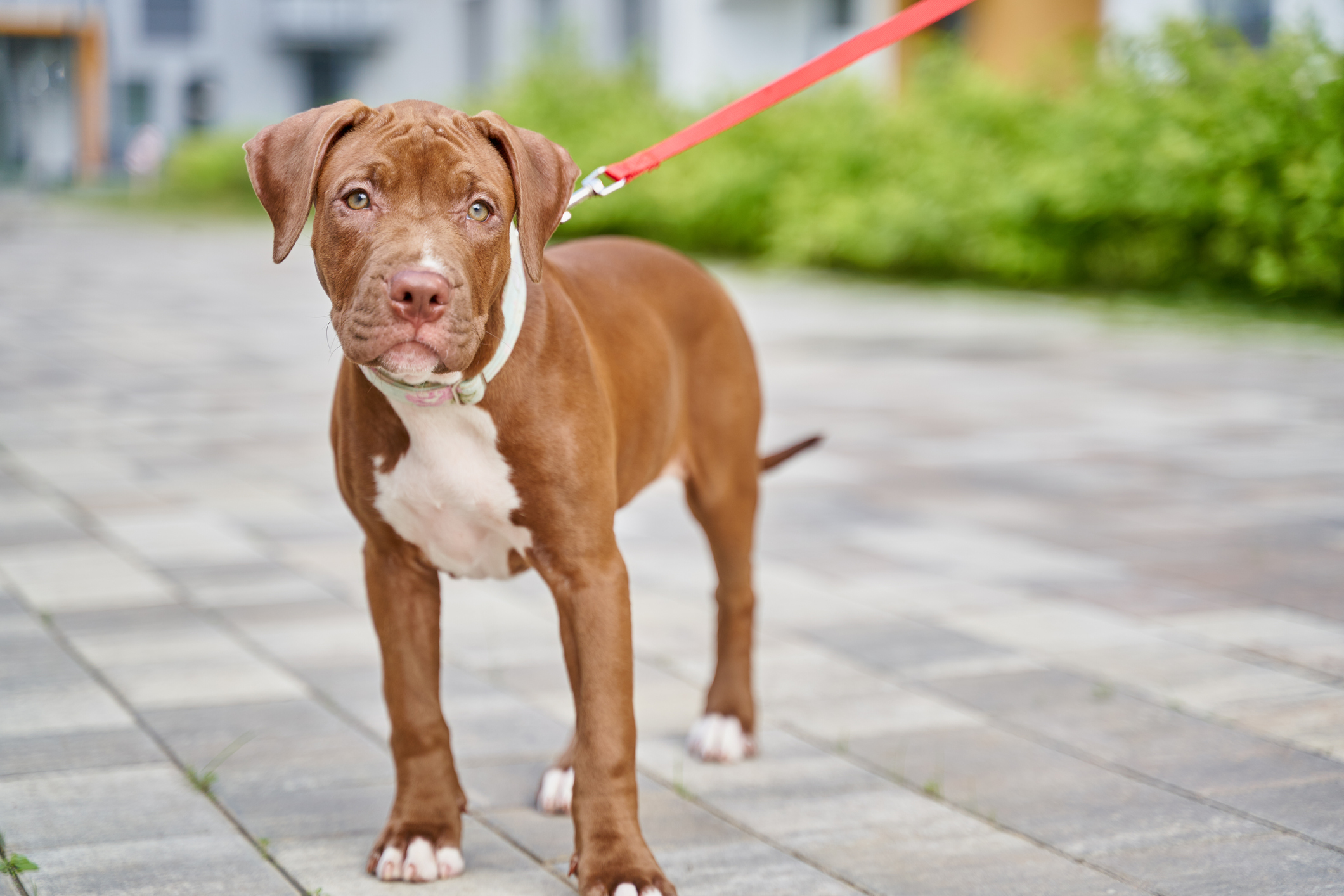 American Pit Bull Terrier Dog Breed Information & Characteristics