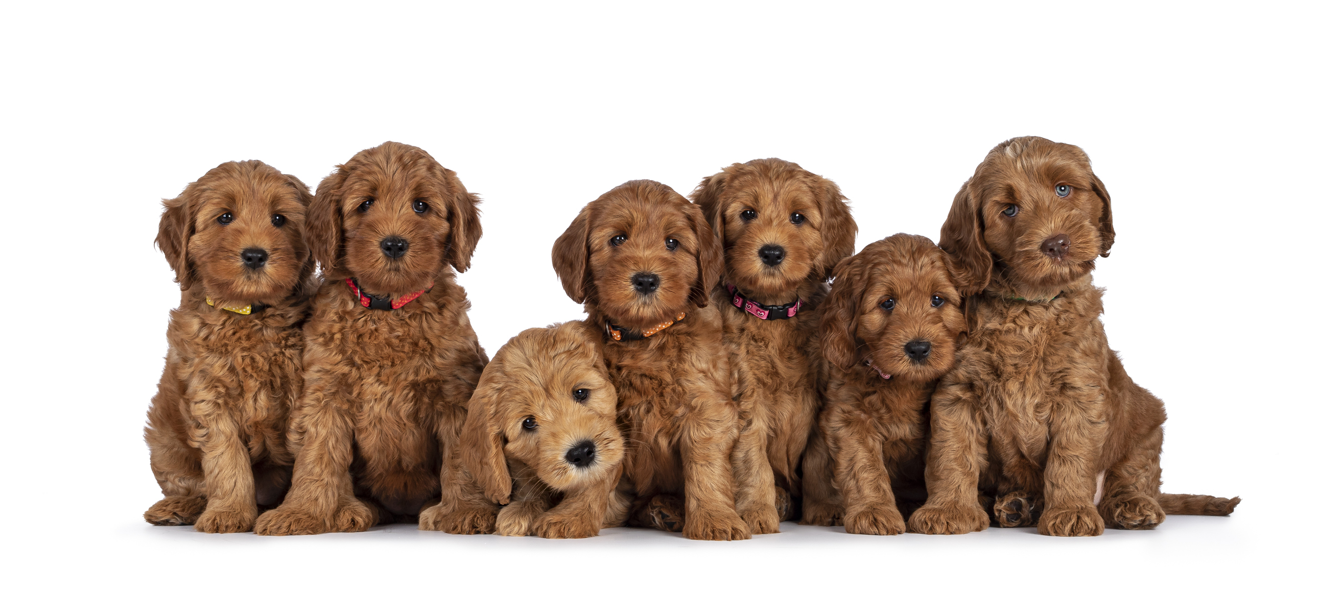 Labradoodle Dog Breed Information & Characteristics