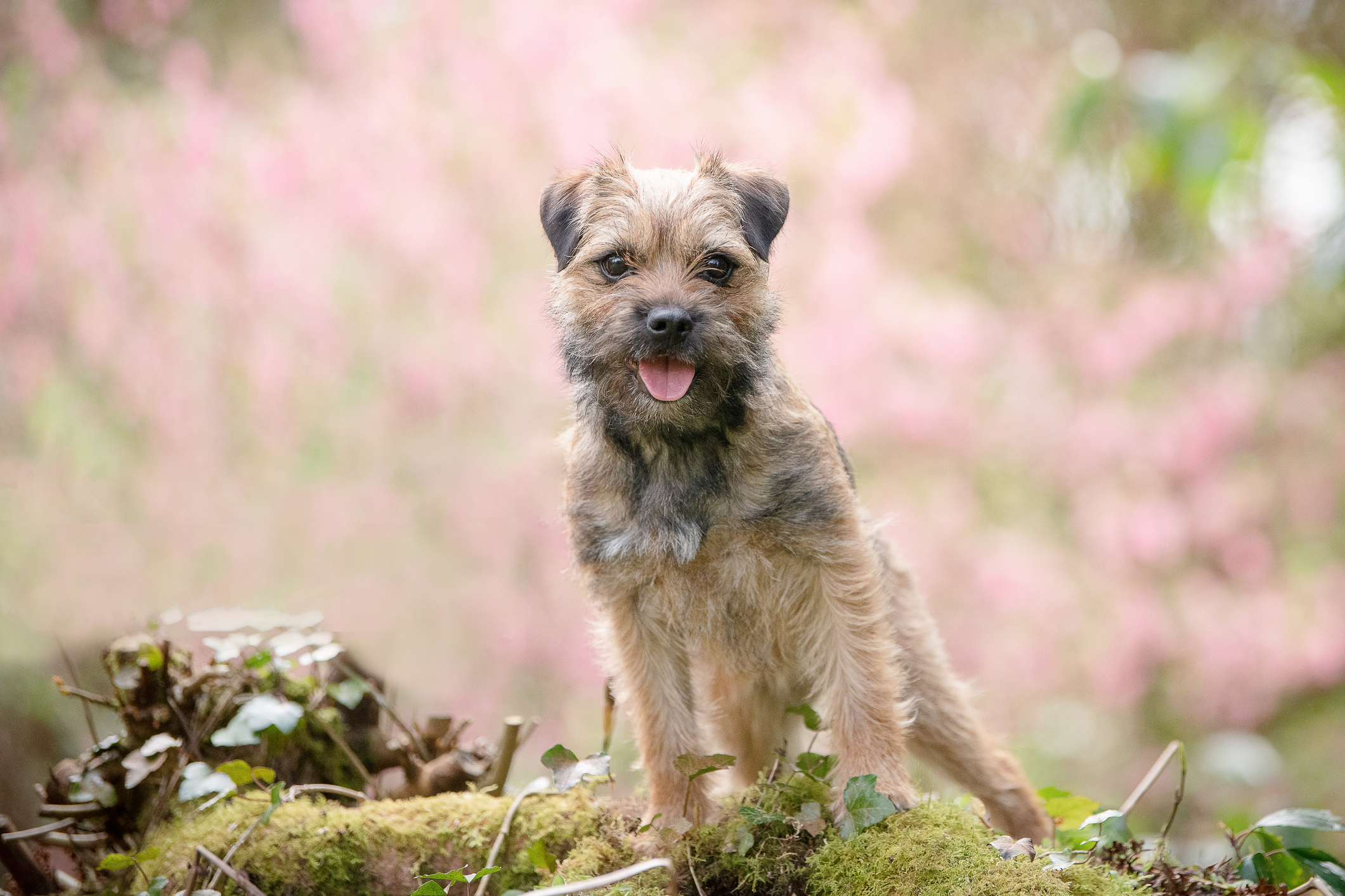Border Terrier Dog Breed Information & Characteristics
