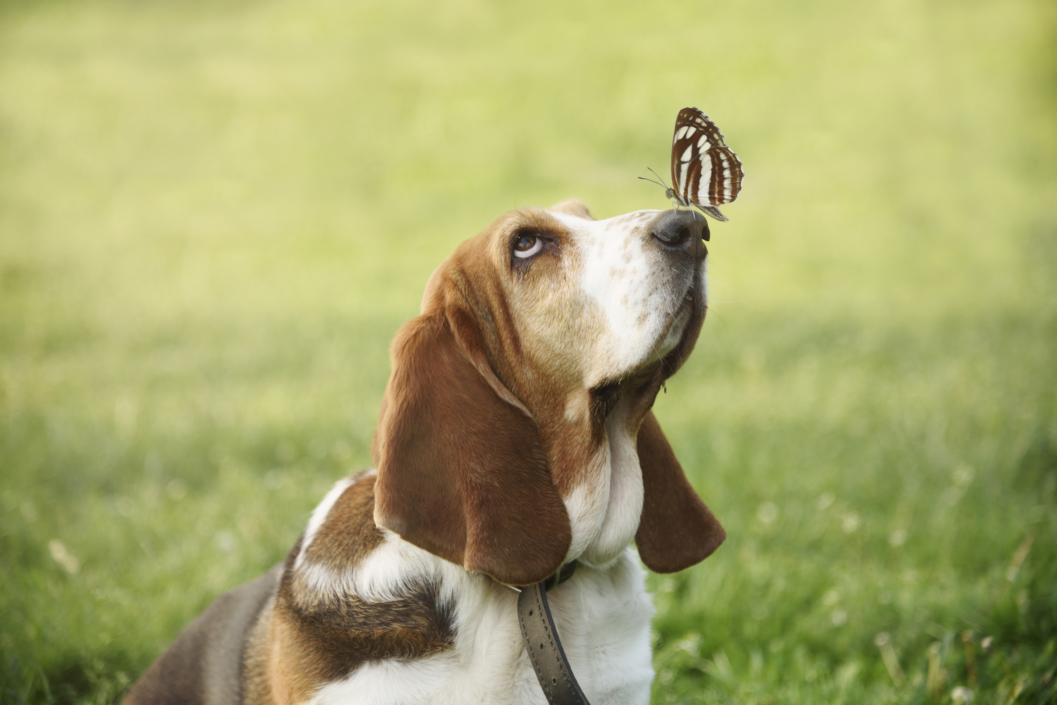 Basset Hound Dog Breed Information & Characteristics