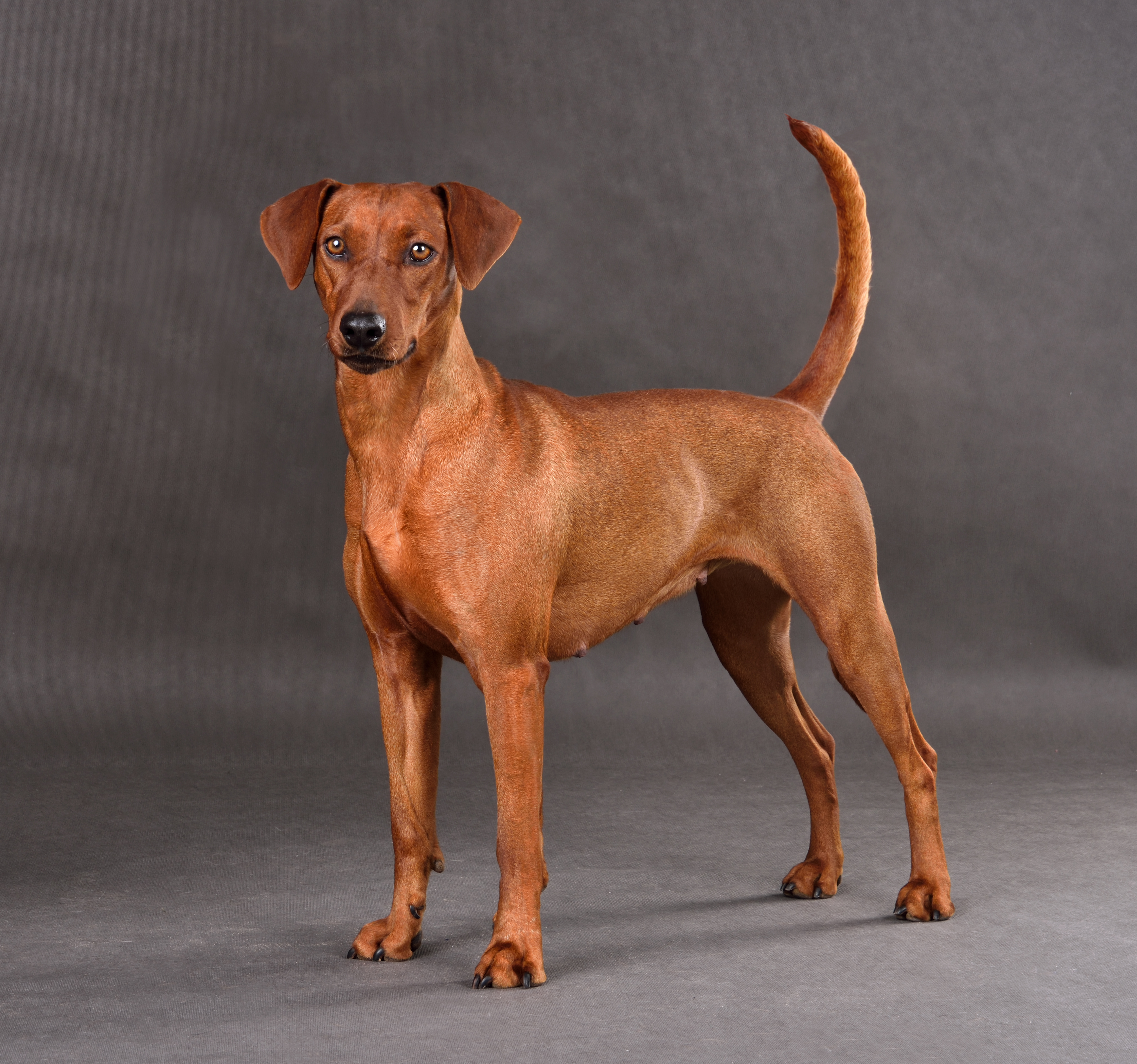 German Pinscher Dog Breed Information & Characteristics
