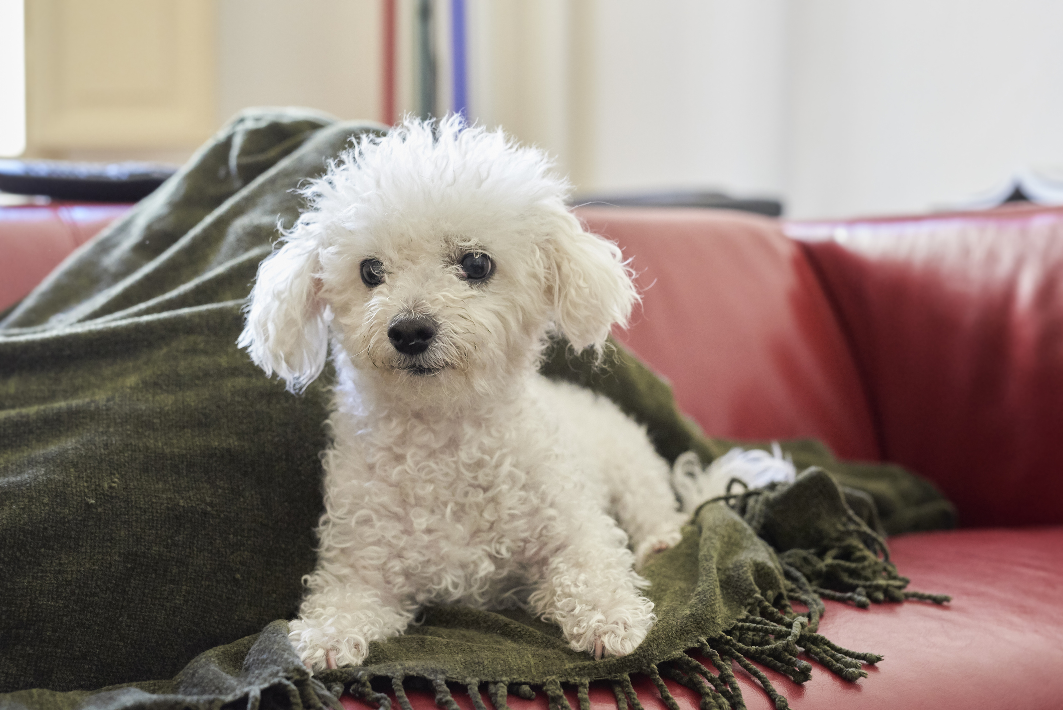 Bichon Frise Dog Breed Information & Characteristics