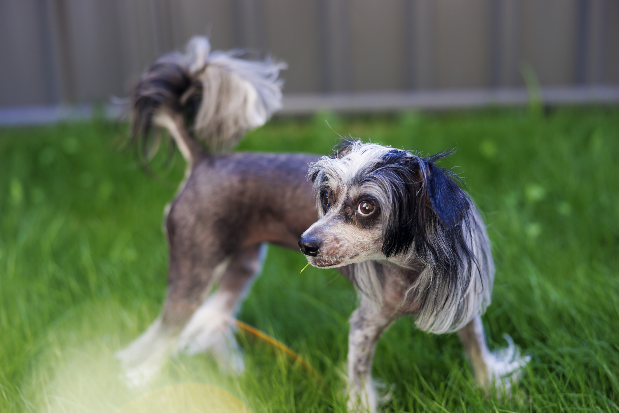 Chinese Crested Dog Breed Information & Characteristics
