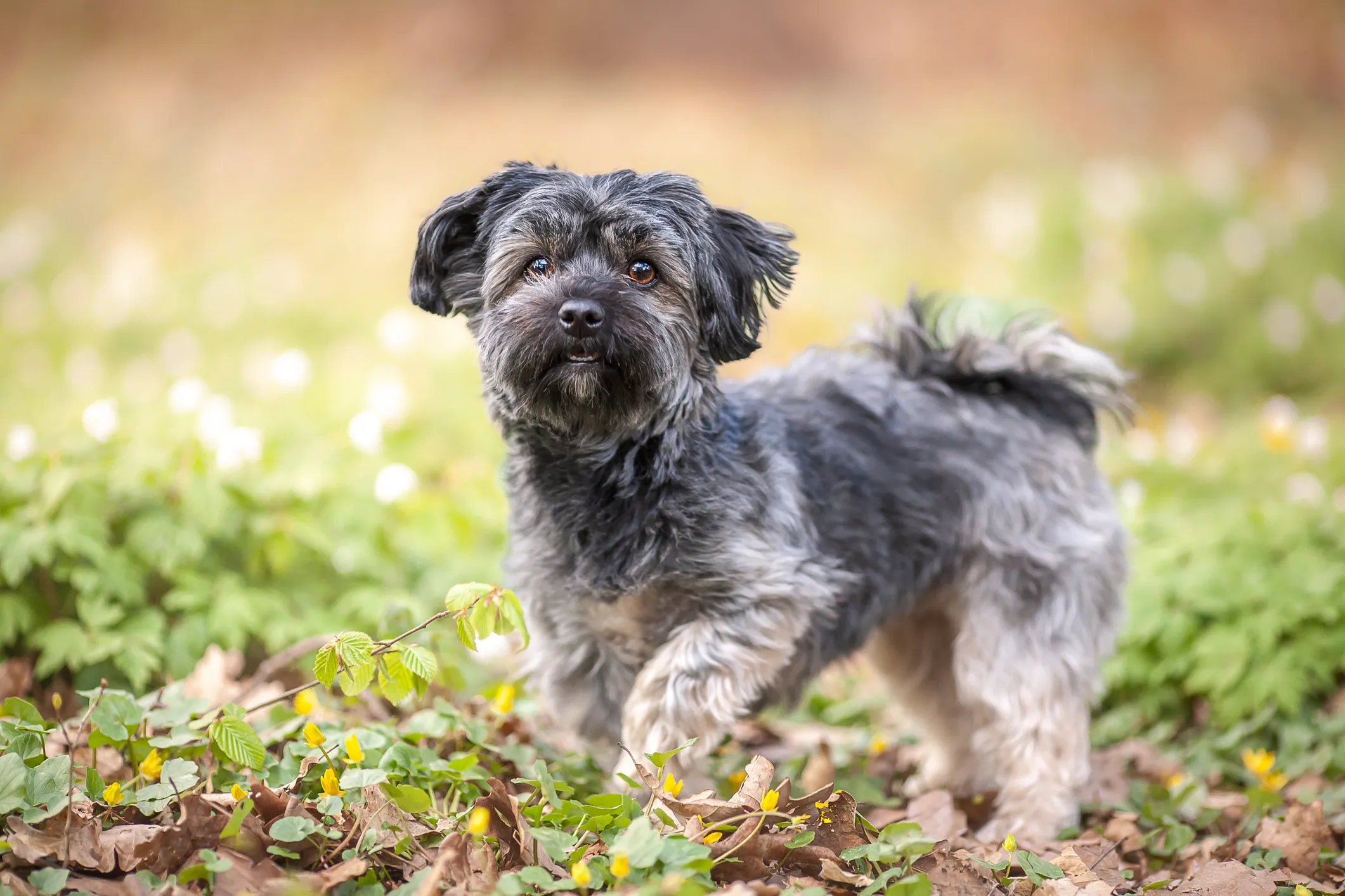 Havanese Dog Breed Information & Characteristics