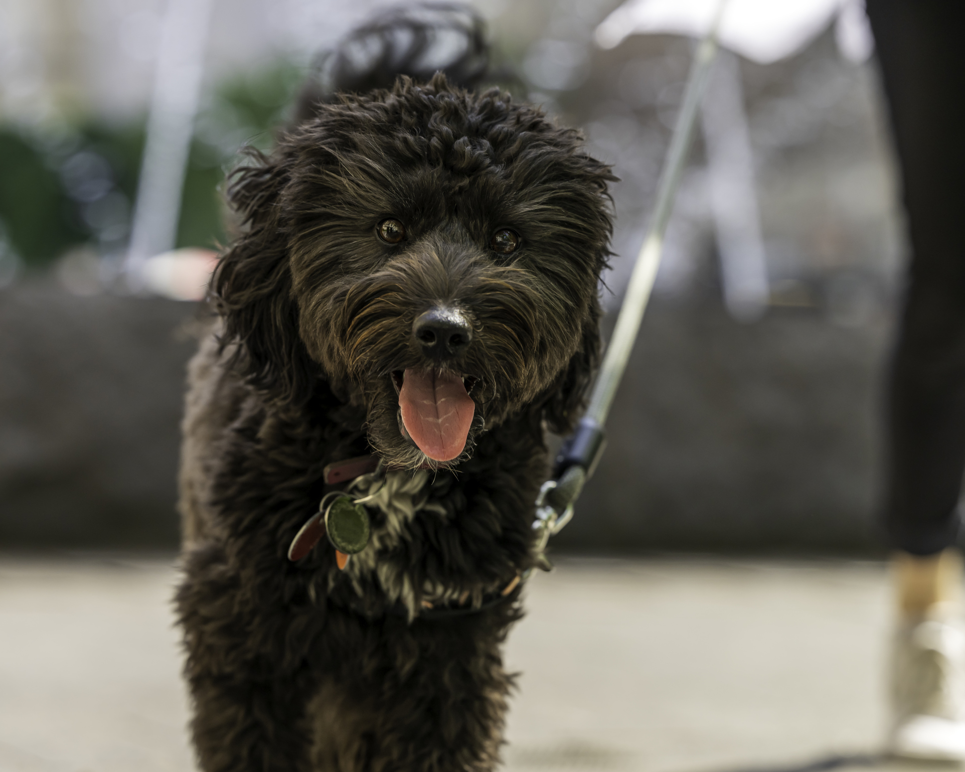 Aussiedoodle Dog Breed Characteristics & Facts