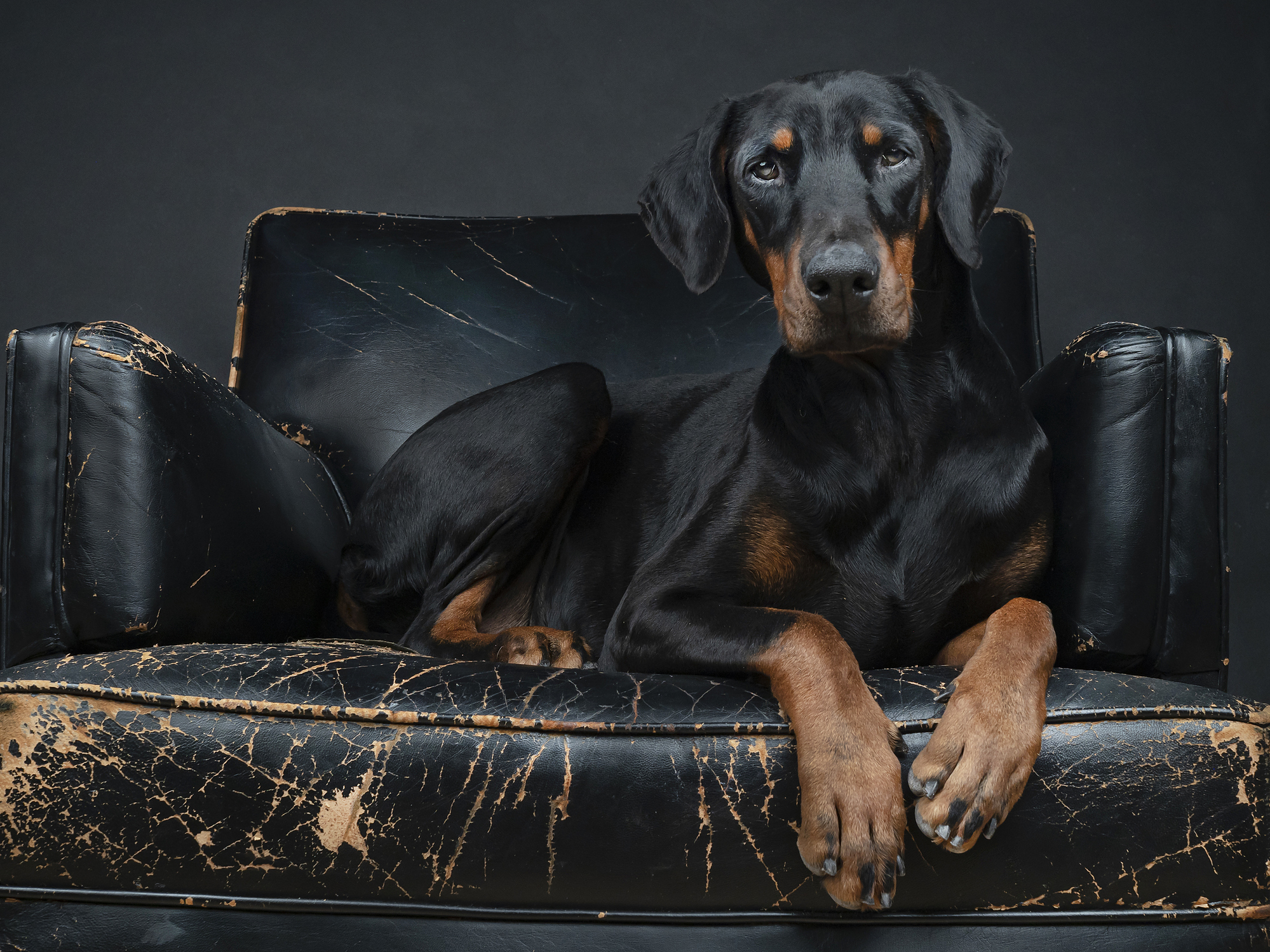 Doberman Pinscher Dog Breed Information & Characteristics