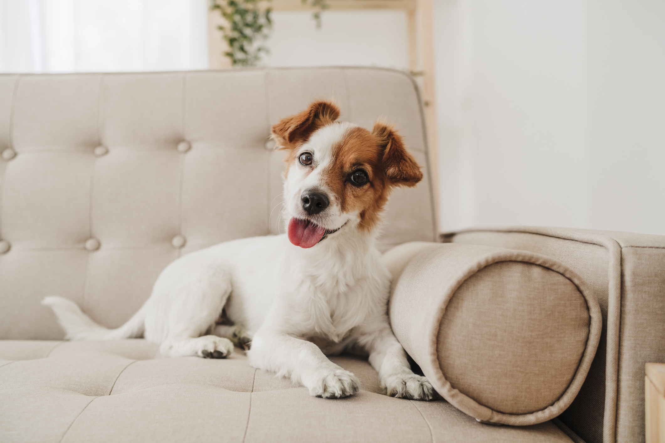 Jack Russell Terrier Dog Breed Information & Characteristics