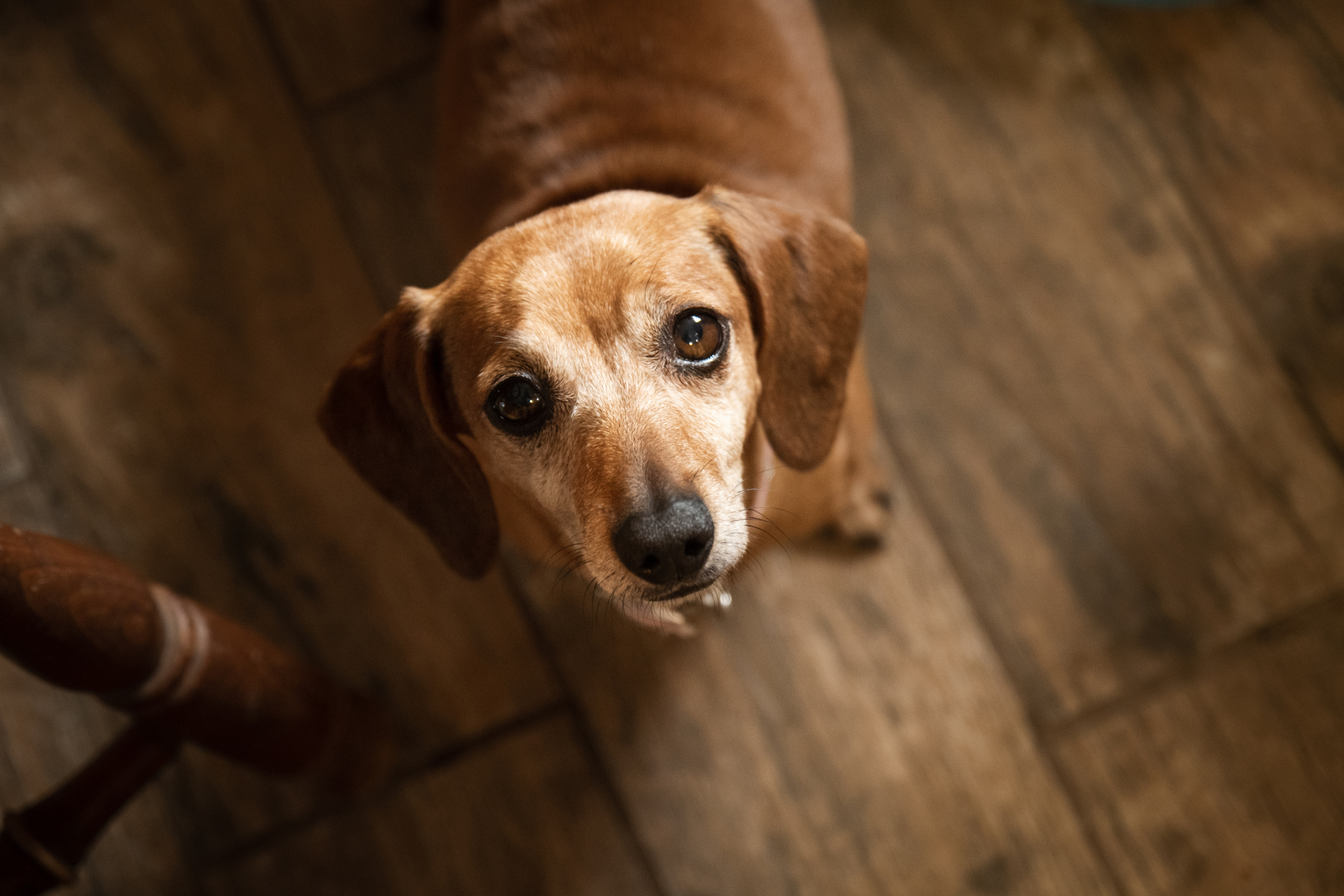 10 Things Dog Parents Should Know About Potty Training