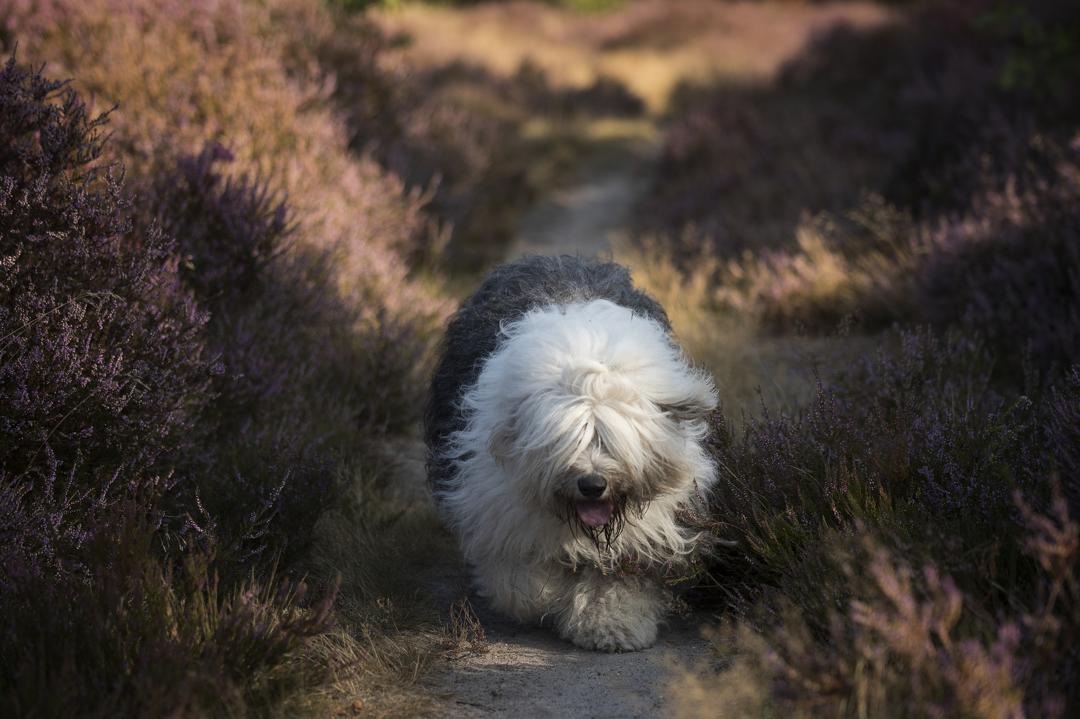 Old English Sheepdog Dog Breed Information & Characteristics