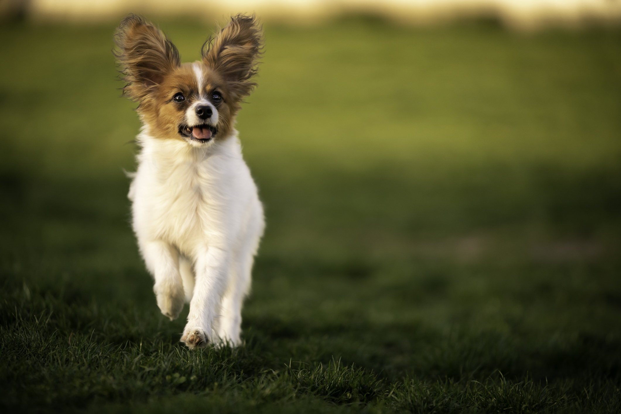 Papillon Dog Breed Information & Characteristics
