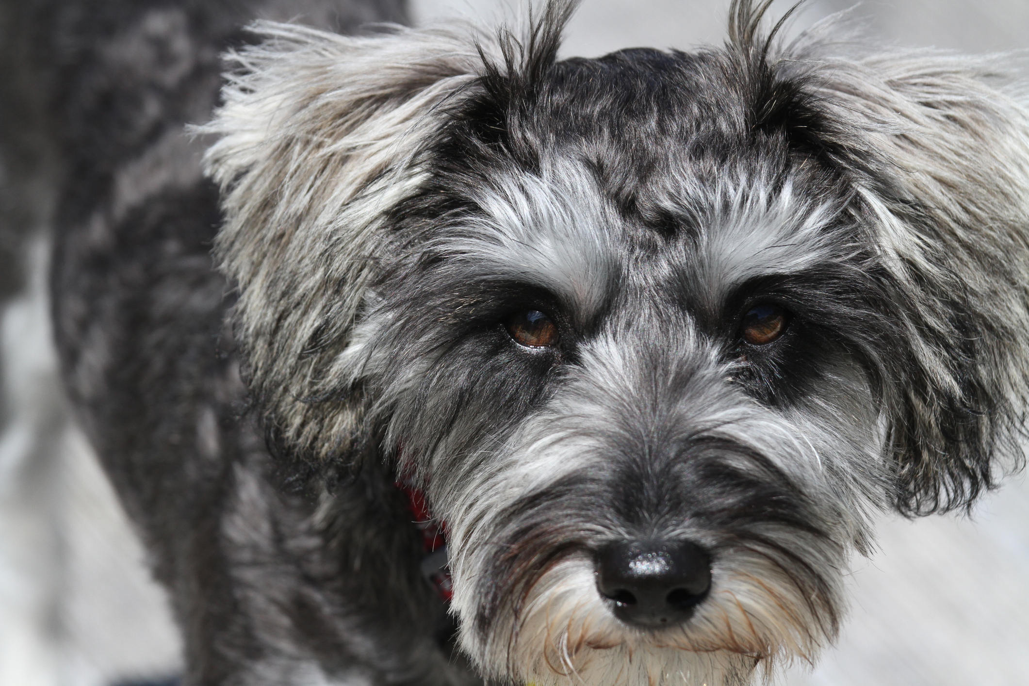 Schnoodle Dog Breed Information & Characteristics