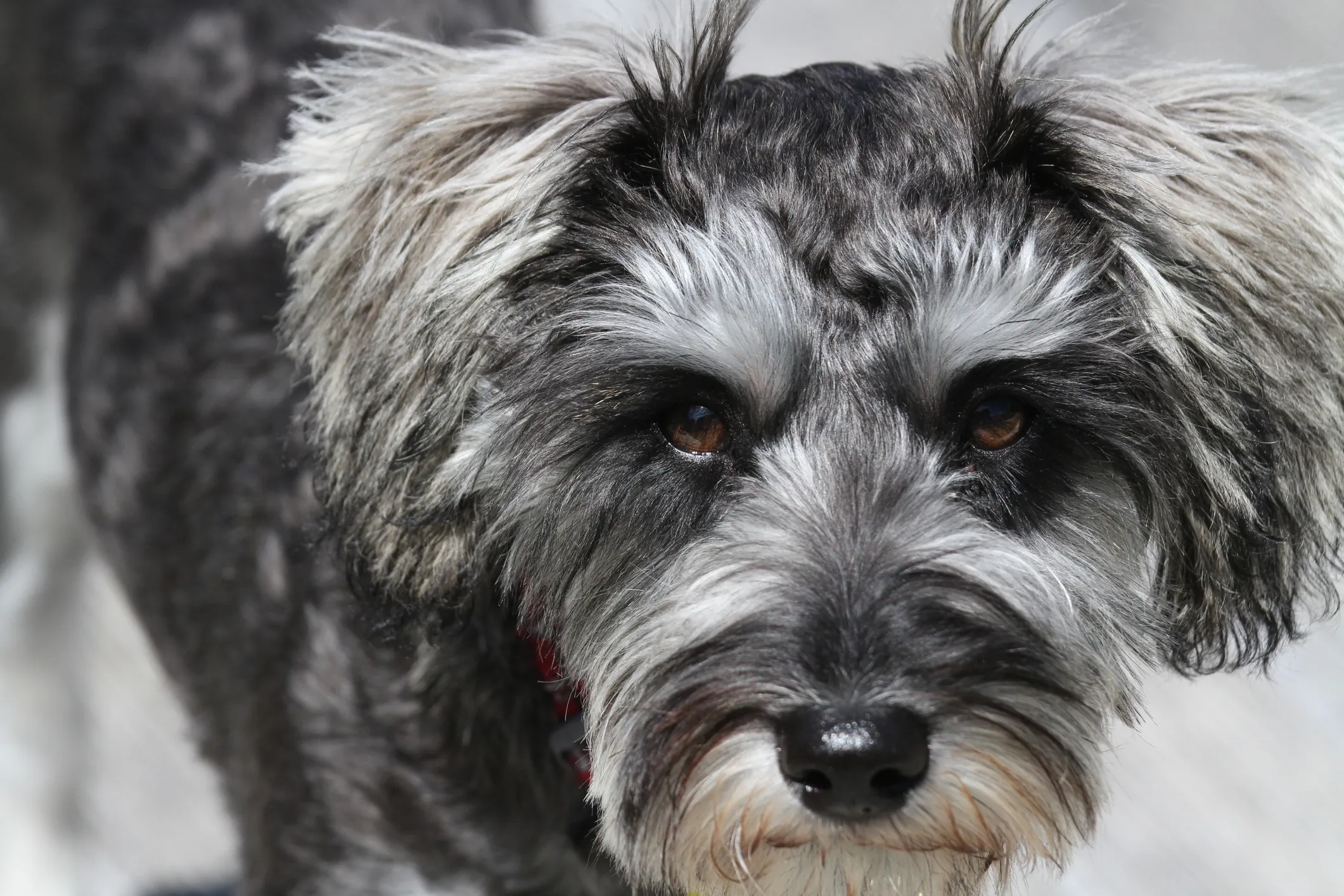 Schnoodle Dog Breed Information & Characteristics