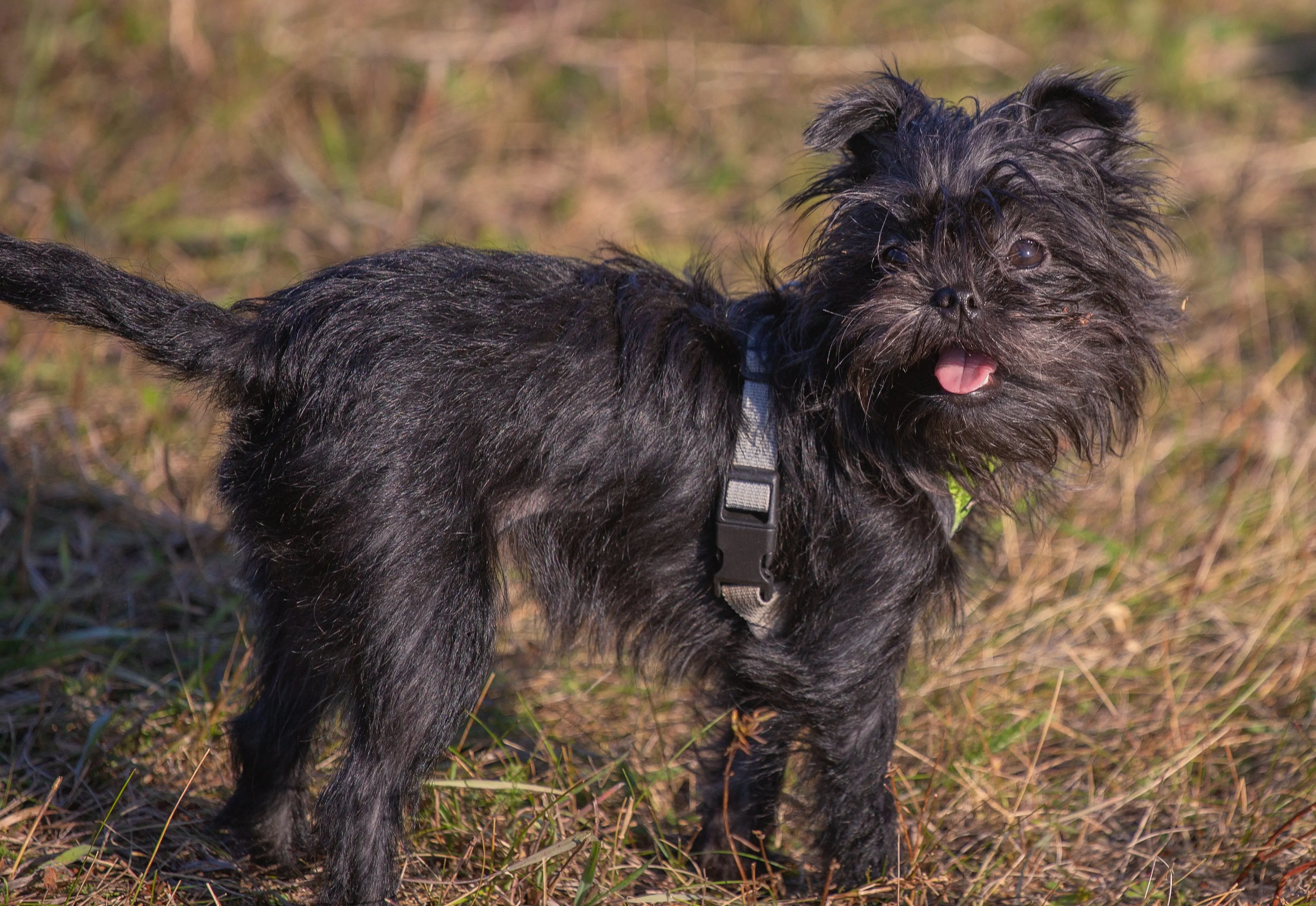 Affenpinscher Dog Breed Information & Characteristics