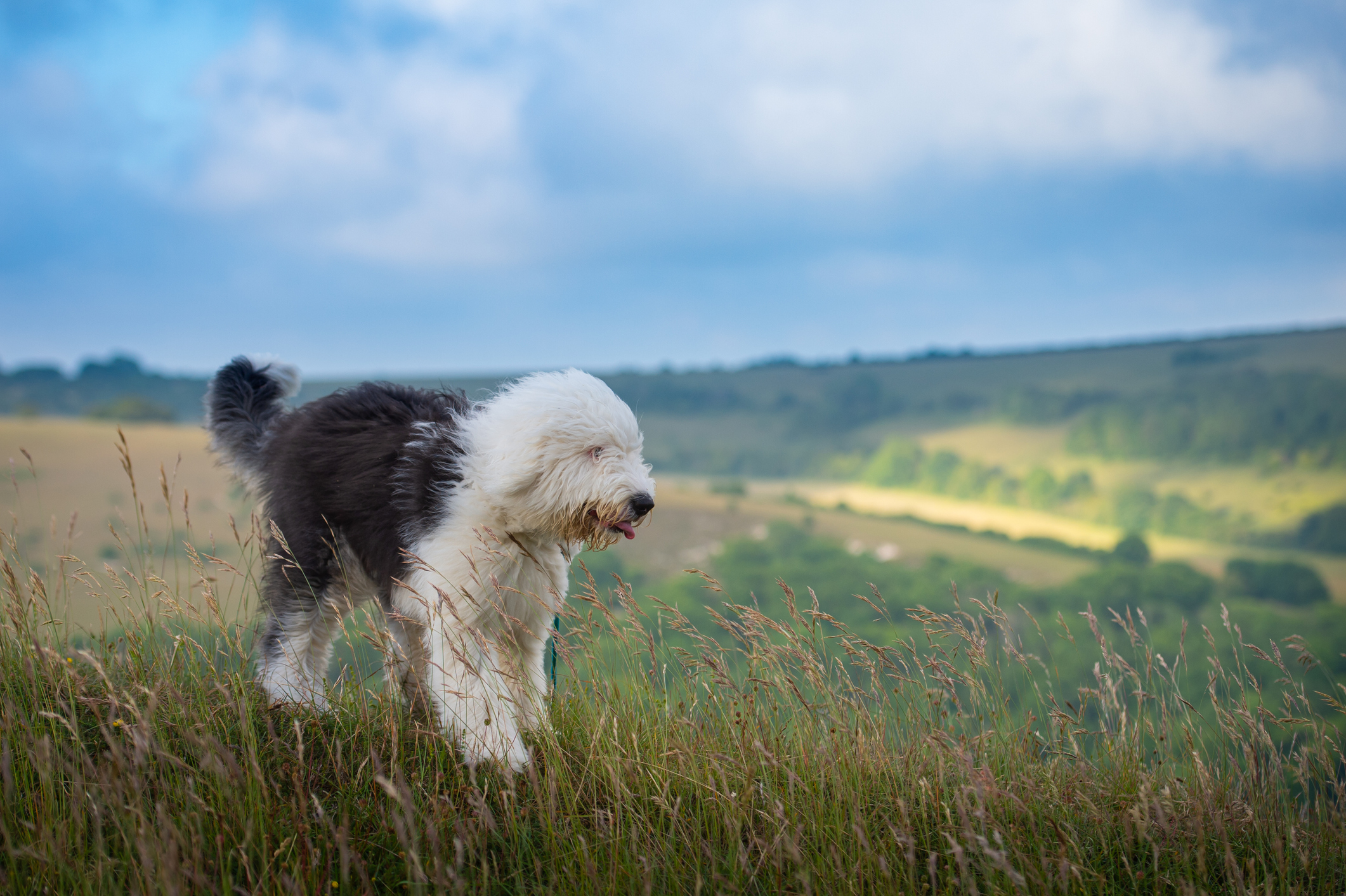 Old English Sheepdog Dog Breed Information & Characteristics