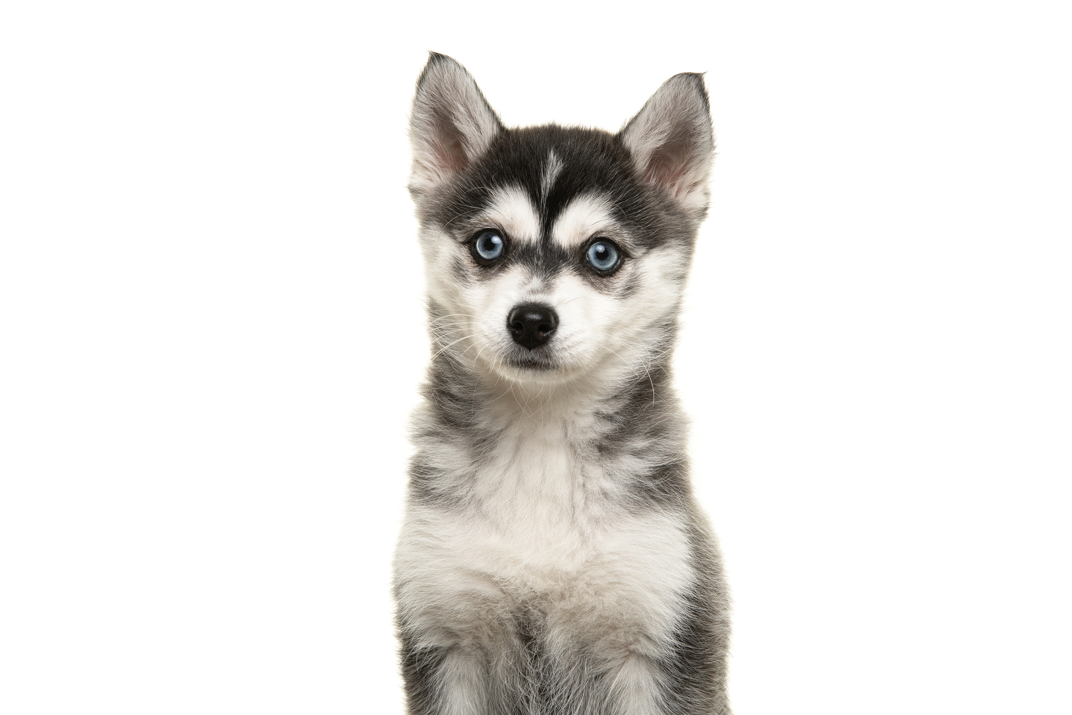 Pomsky Dog Breed Information & Characteristics