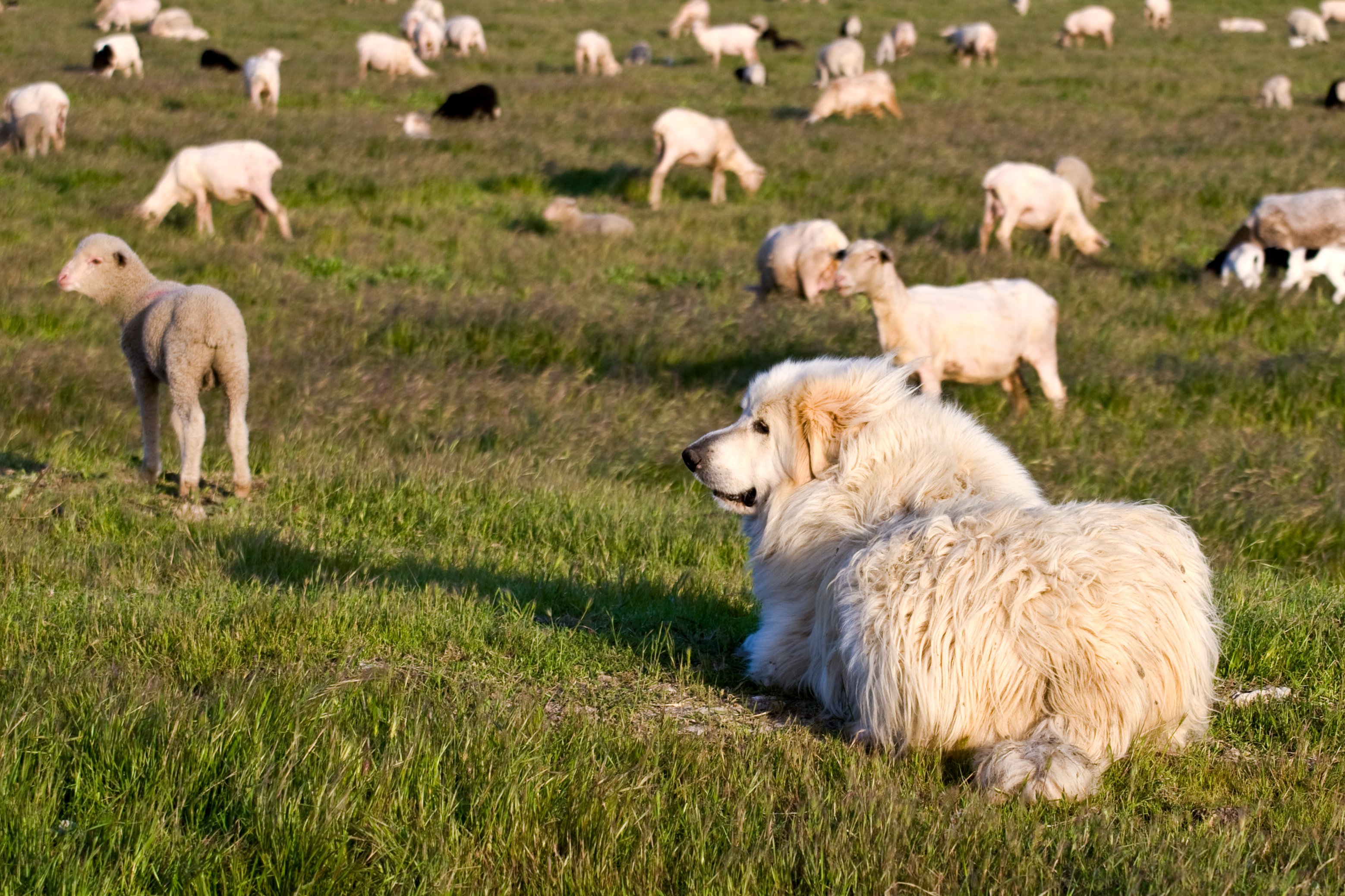 Great Pyrenees Dog Breed Information & Characteristics