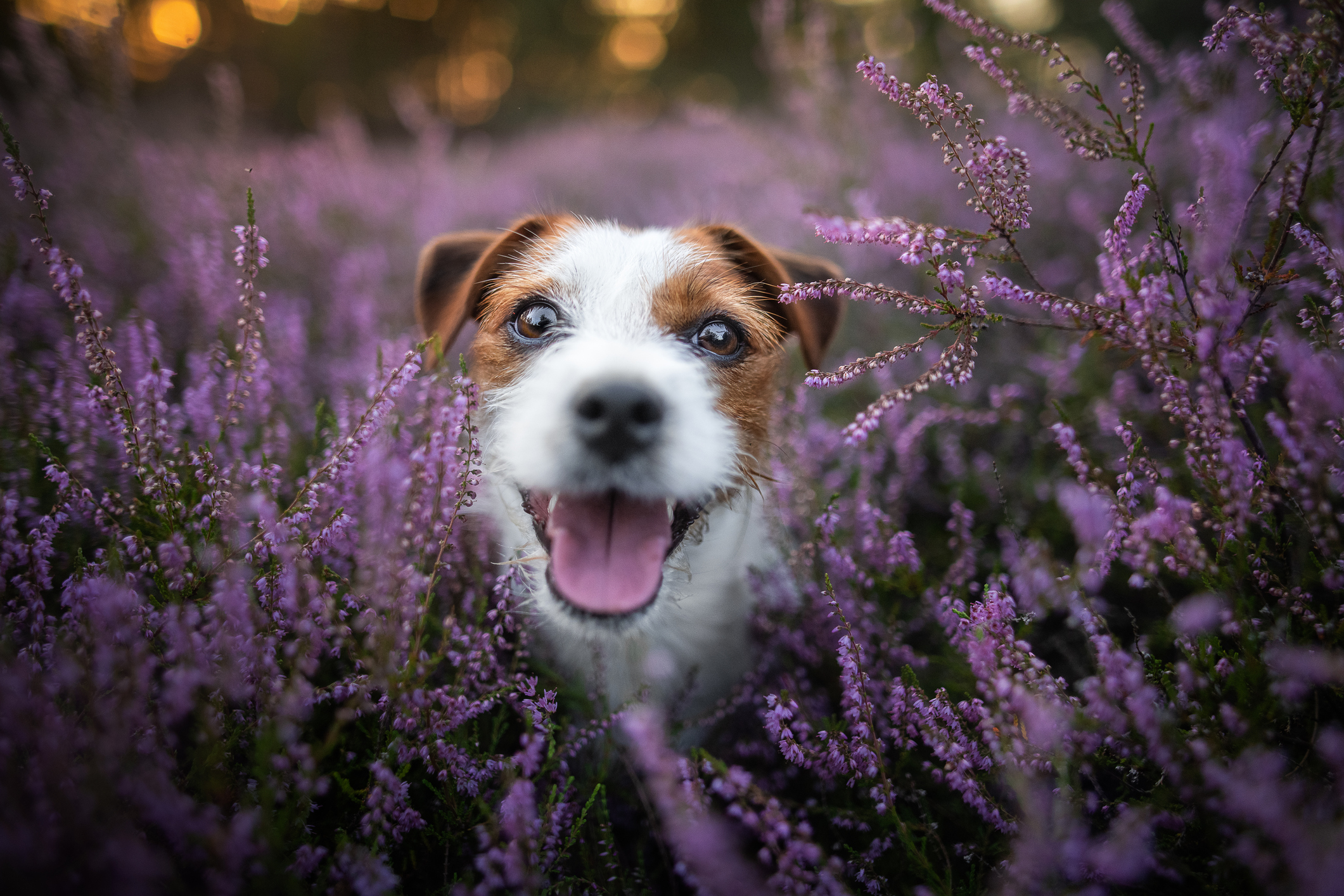 Jack Russell Terrier Dog Breed Information & Characteristics