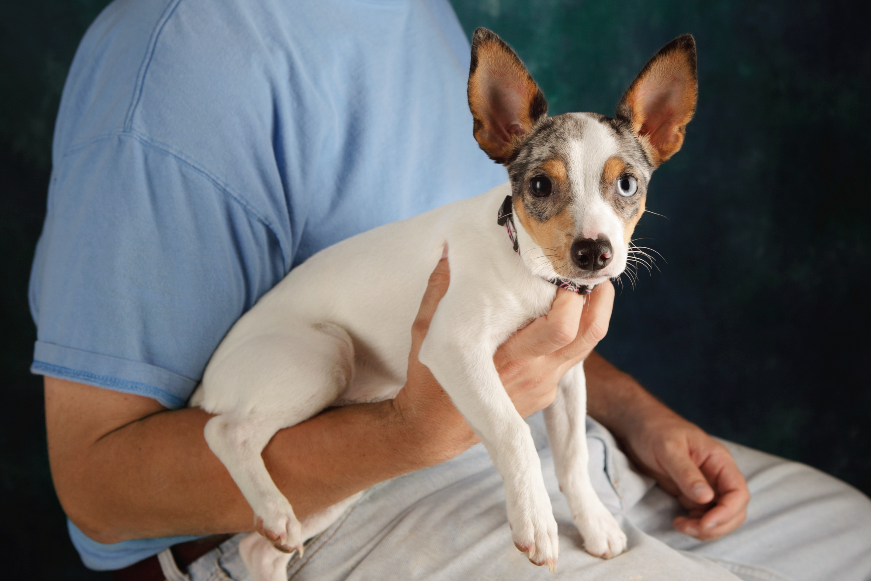 Rat Terrier Dog Breed Information & Characteristics