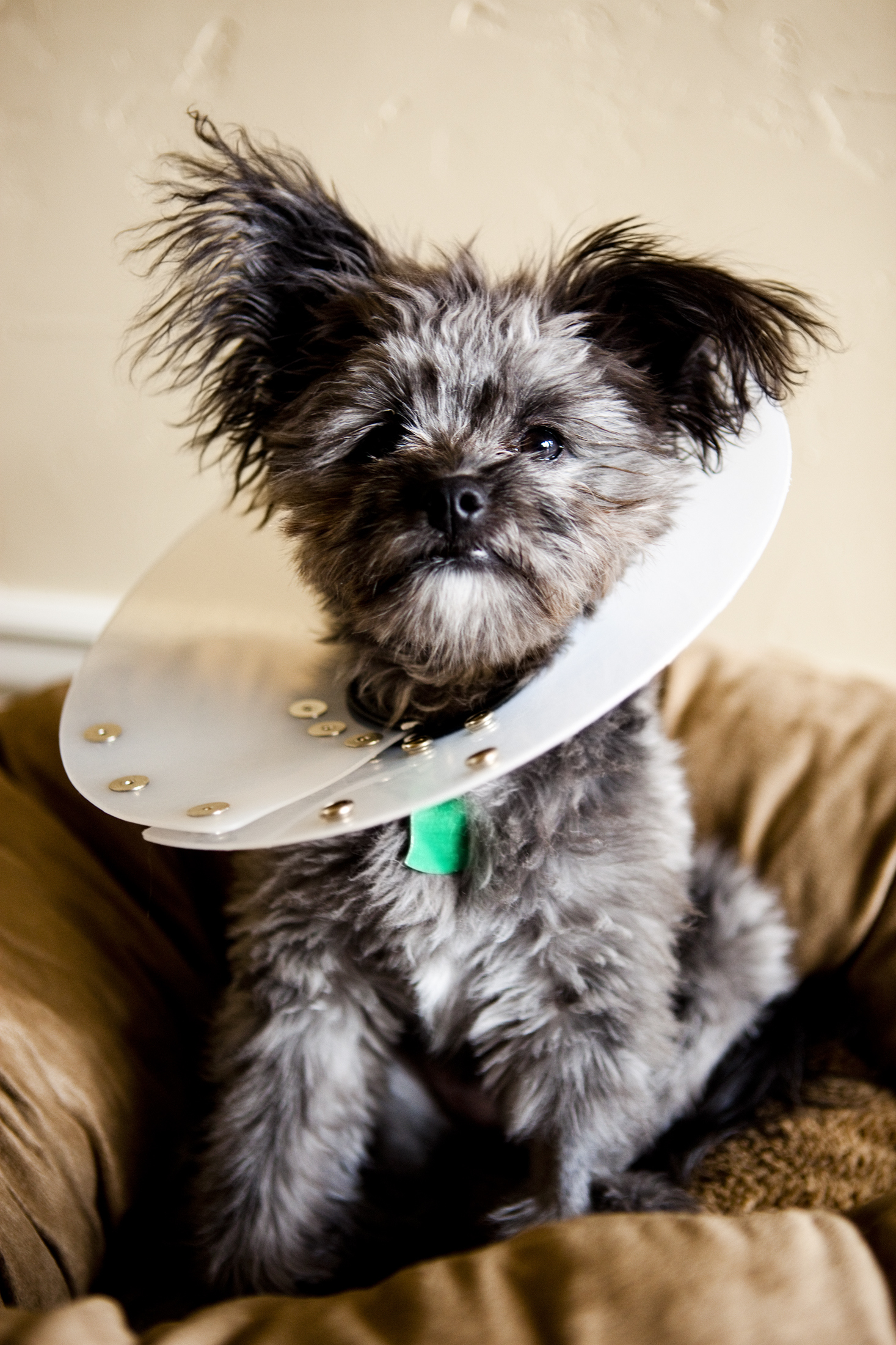 Yorkipoo Dog Breed Information & Characteristics