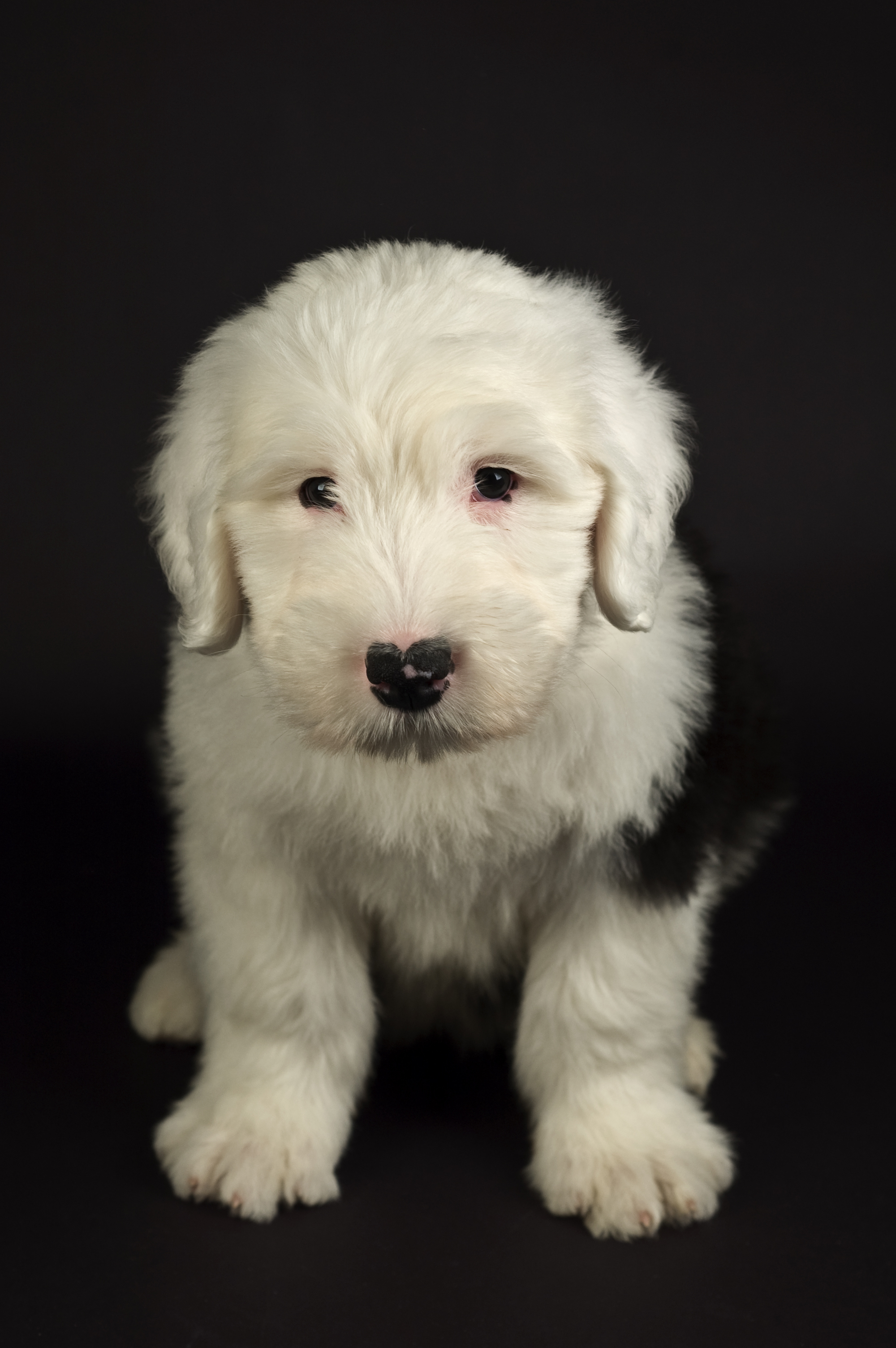Old English Sheepdog Dog Breed Information & Characteristics