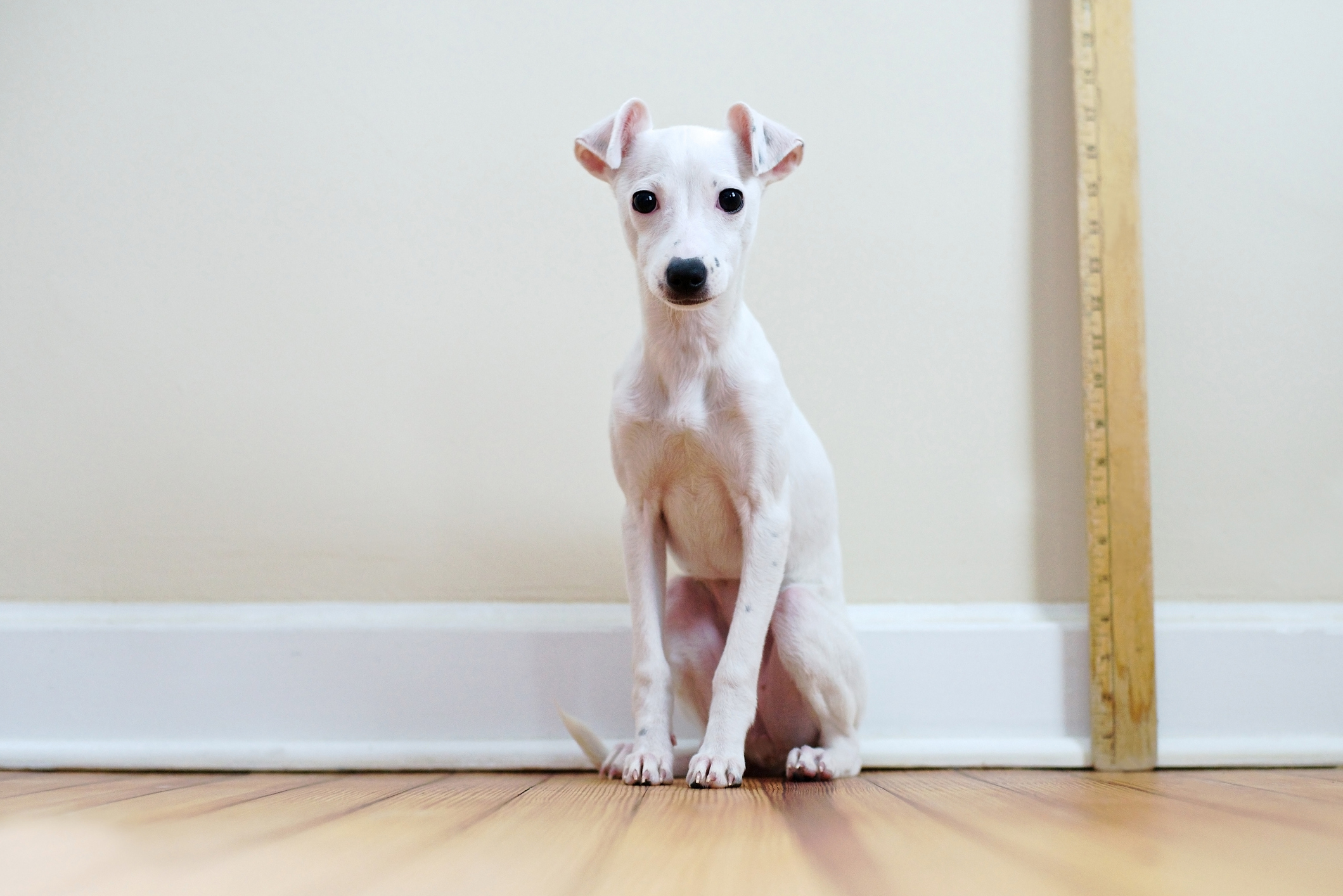 Italian Greyhound Dog Breed Information & Characteristics