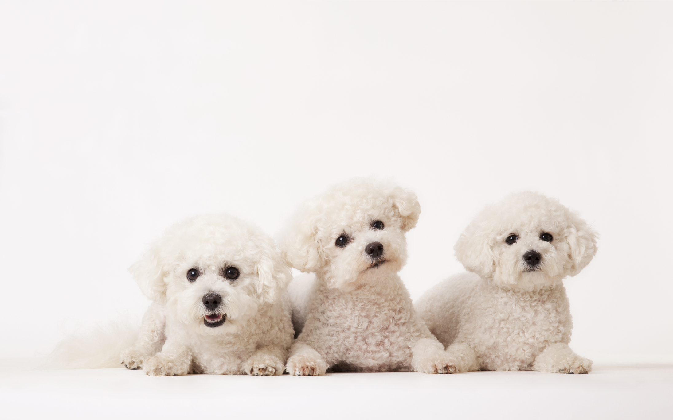 Bichon Frise Dog Breed Information & Characteristics