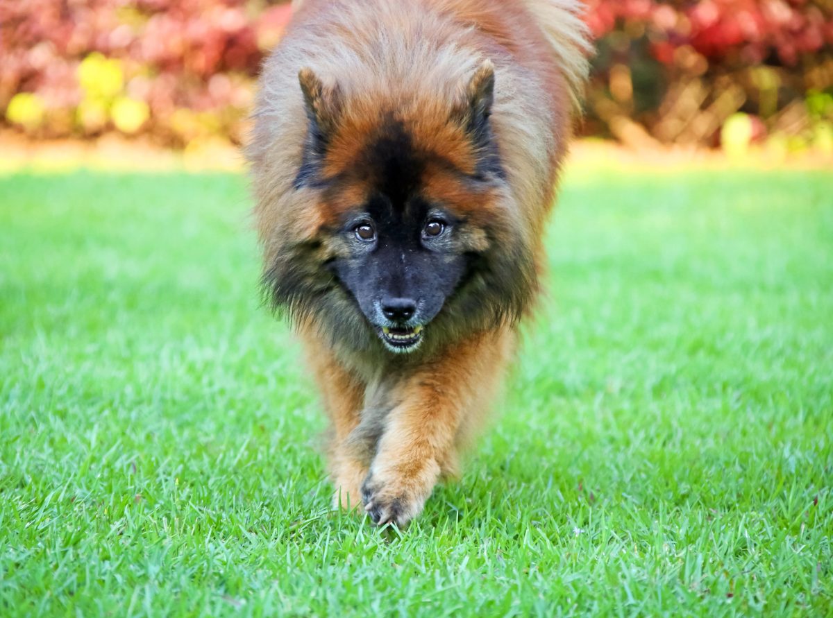 Eurasier Dog Breed Information & Characteristics