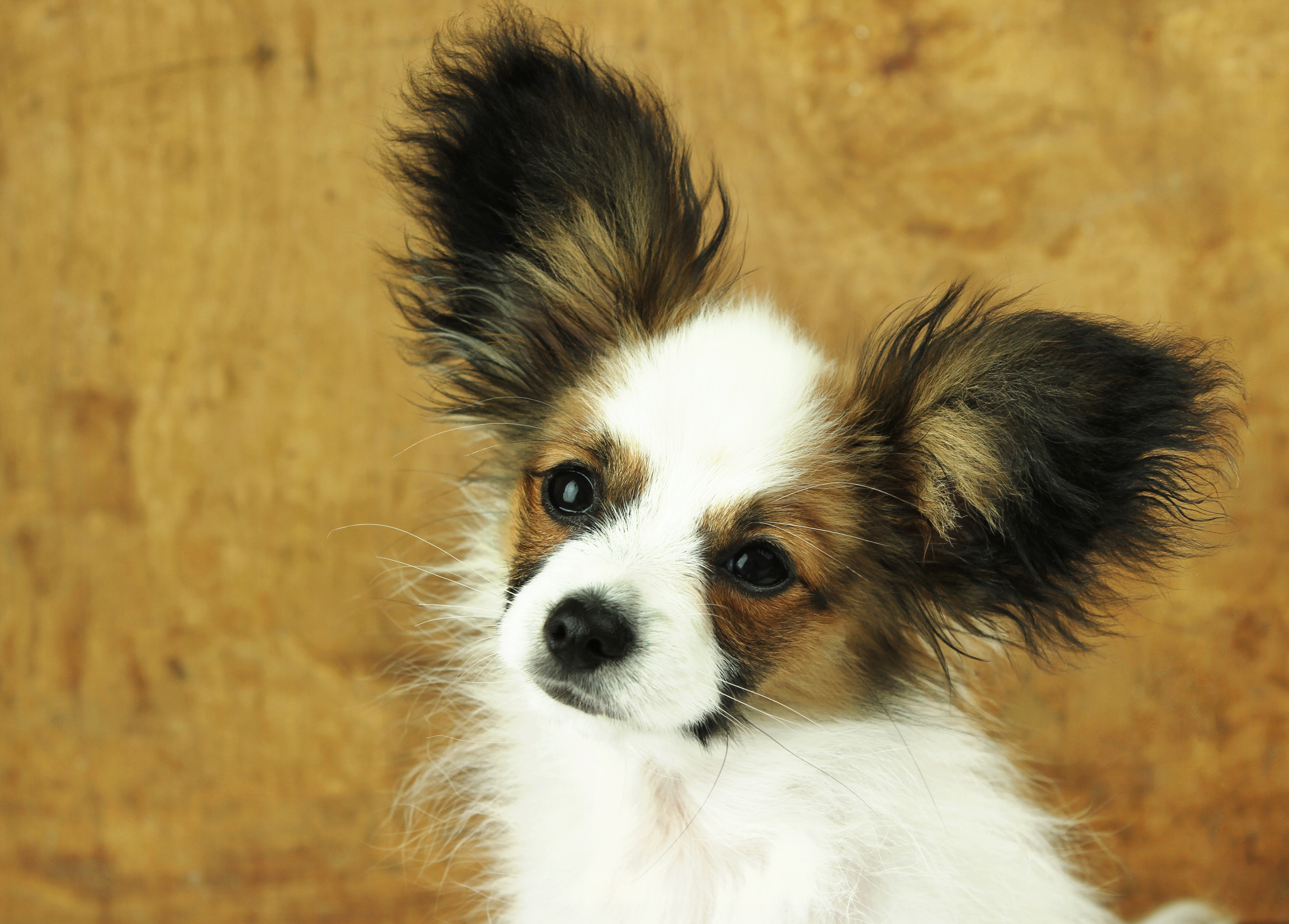 Papillon Dog Breed Information & Characteristics