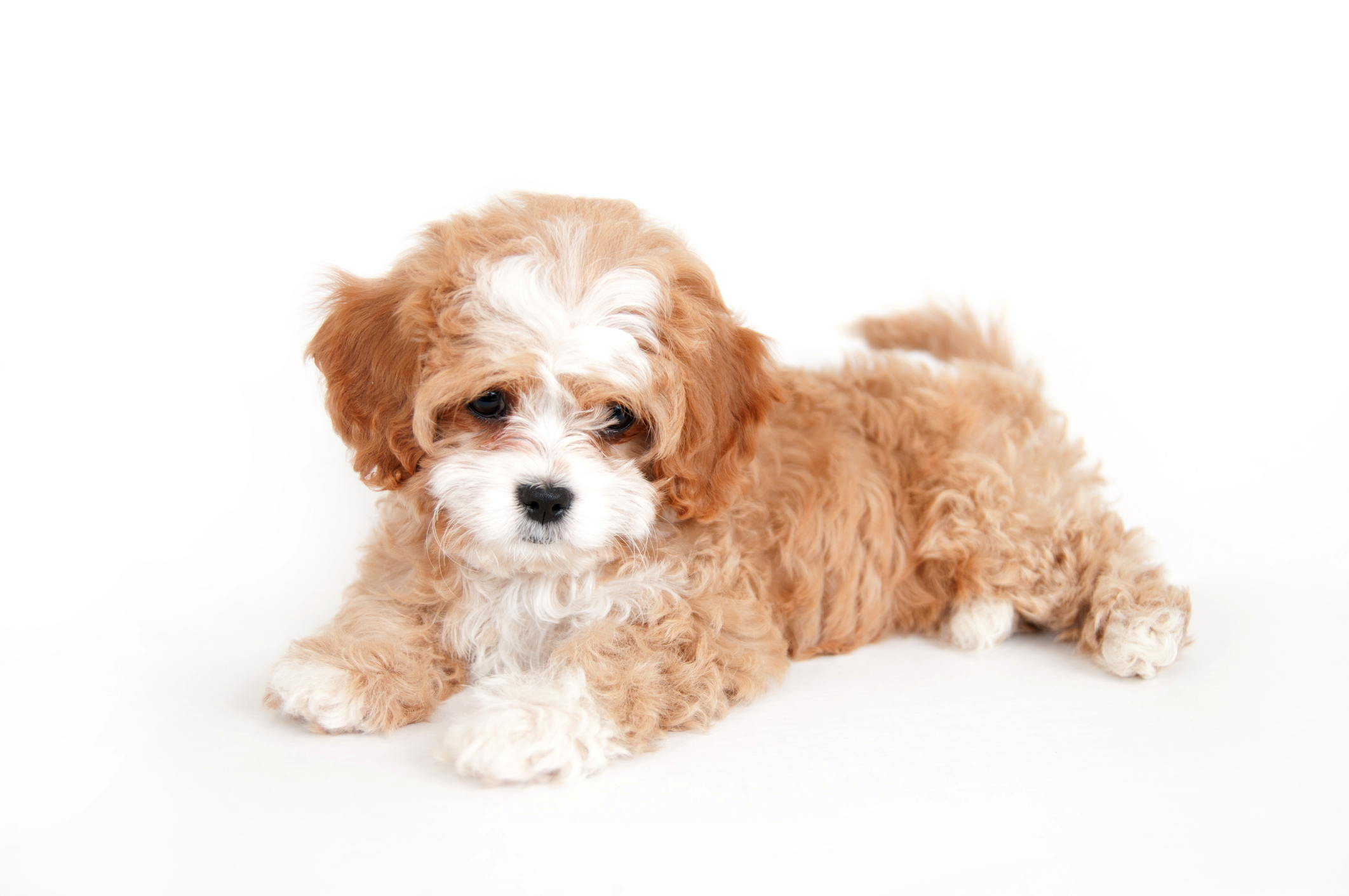 Cavapoo Dog Breed Information and Characteristics