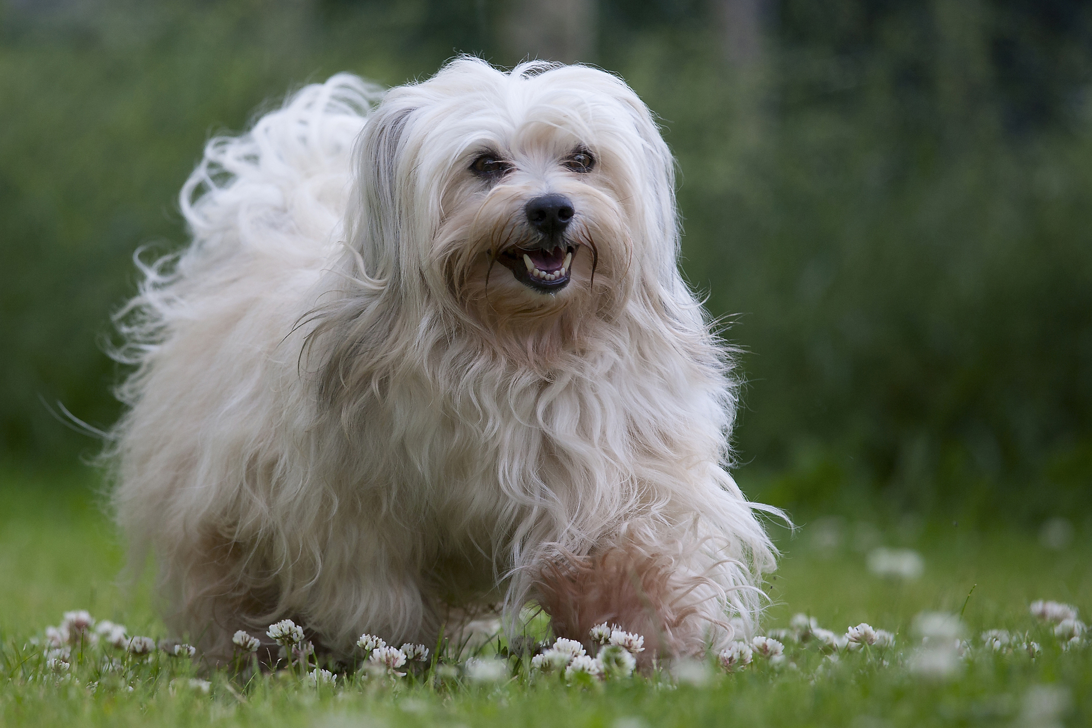 Havanese Dog Breed Information & Characteristics