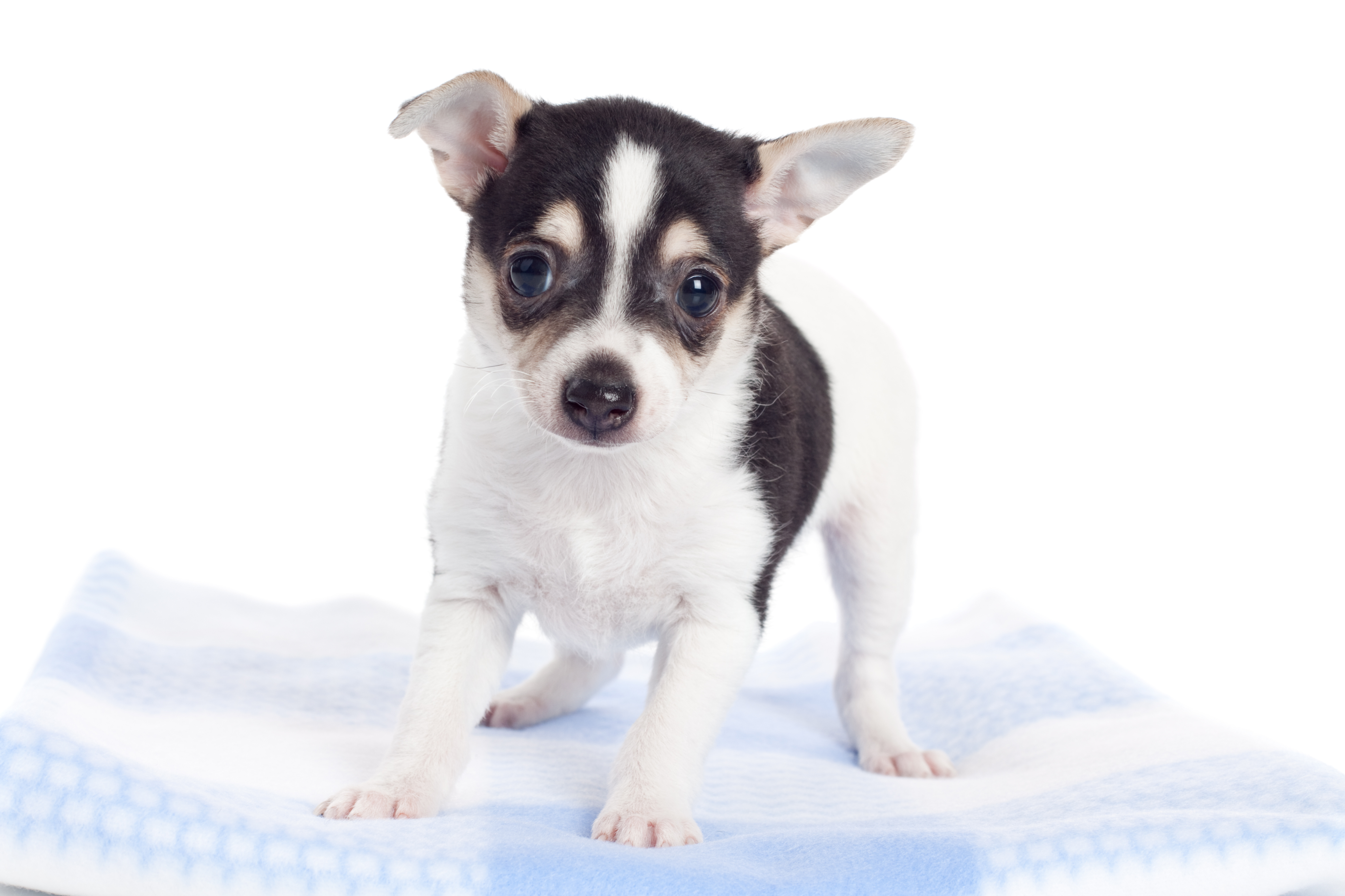 Rat Terrier Dog Breed Information & Characteristics
