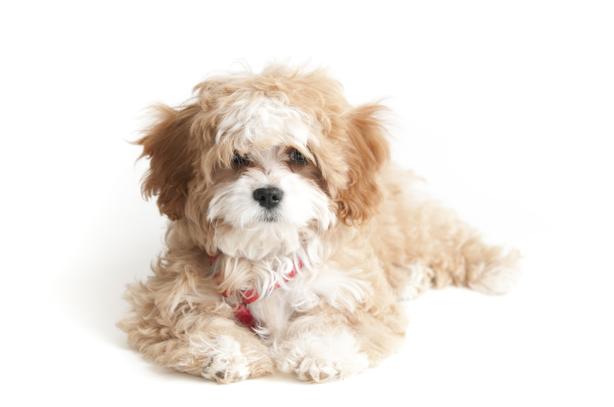 Cavapoo Dog Breed Information and Characteristics