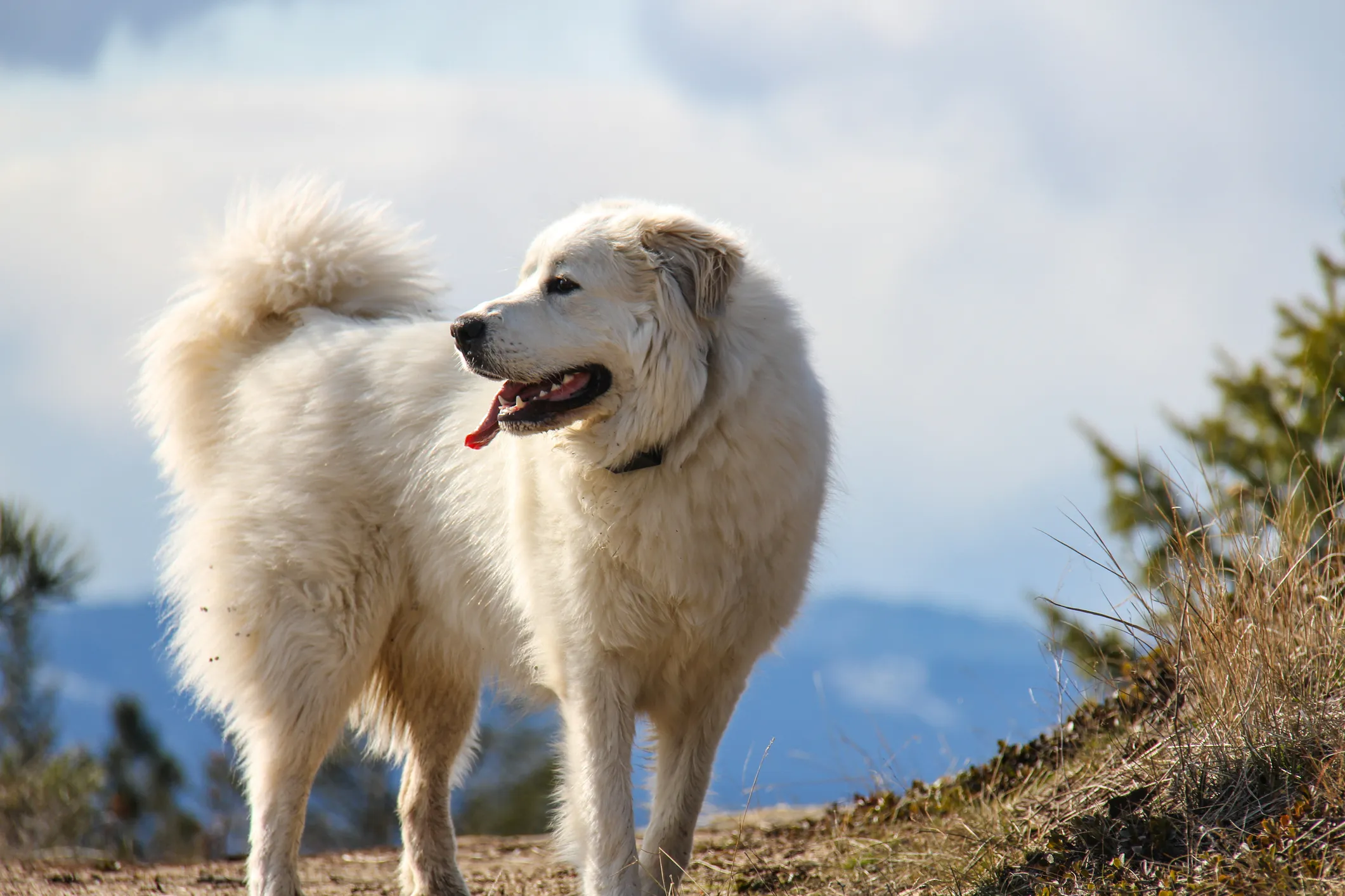 Great Pyrenees Dog Breed Information & Characteristics
