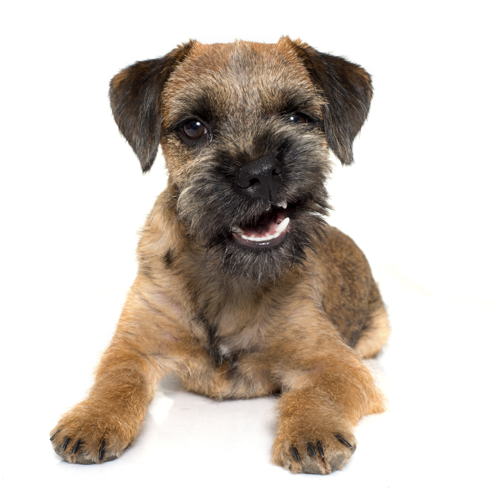 Border Terrier Dog Breed Information & Characteristics