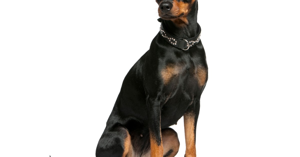 German Pinscher Dog Breed Information & Characteristics