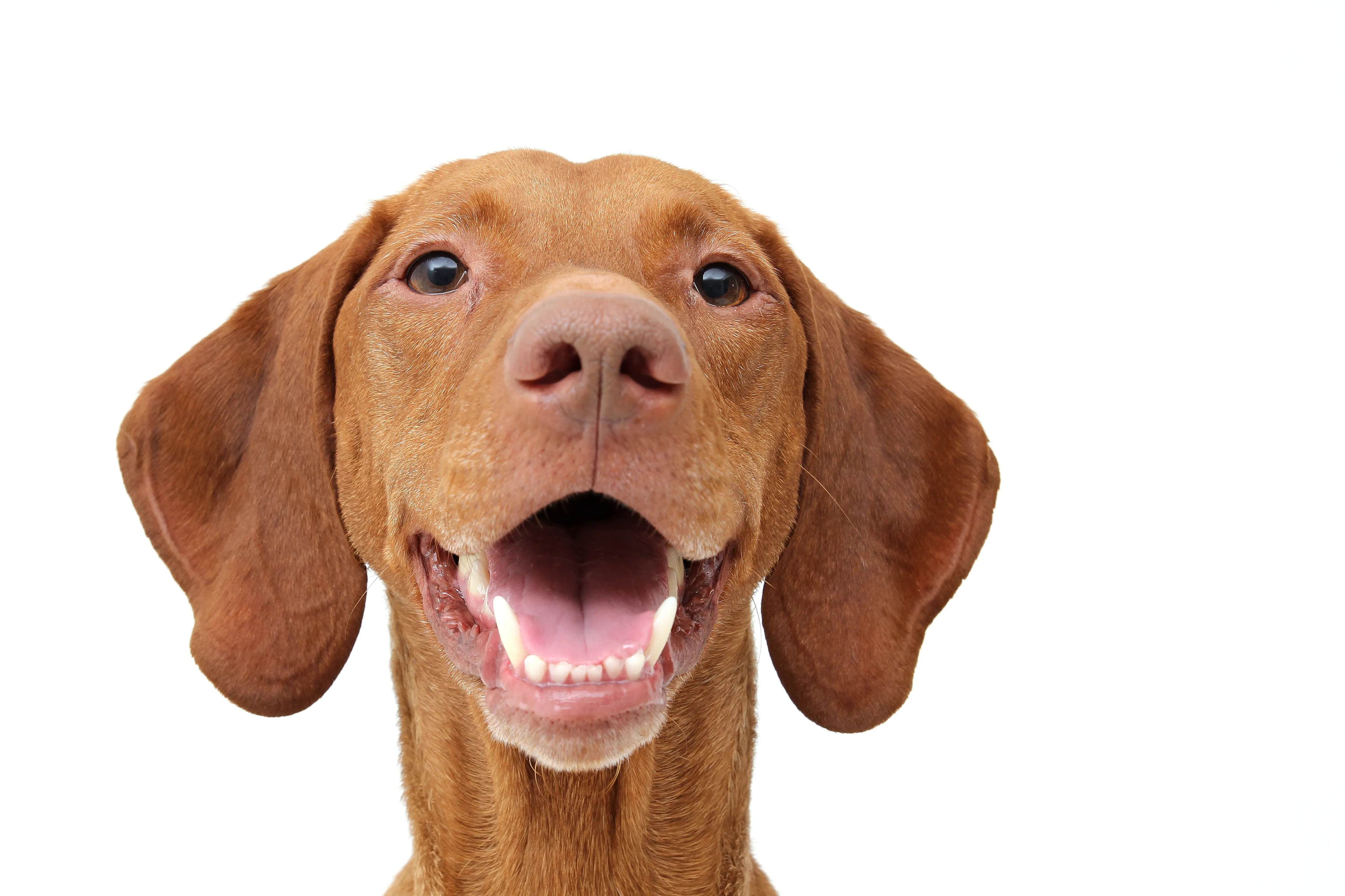 Vizsla Dog Breed Information & Characteristics
