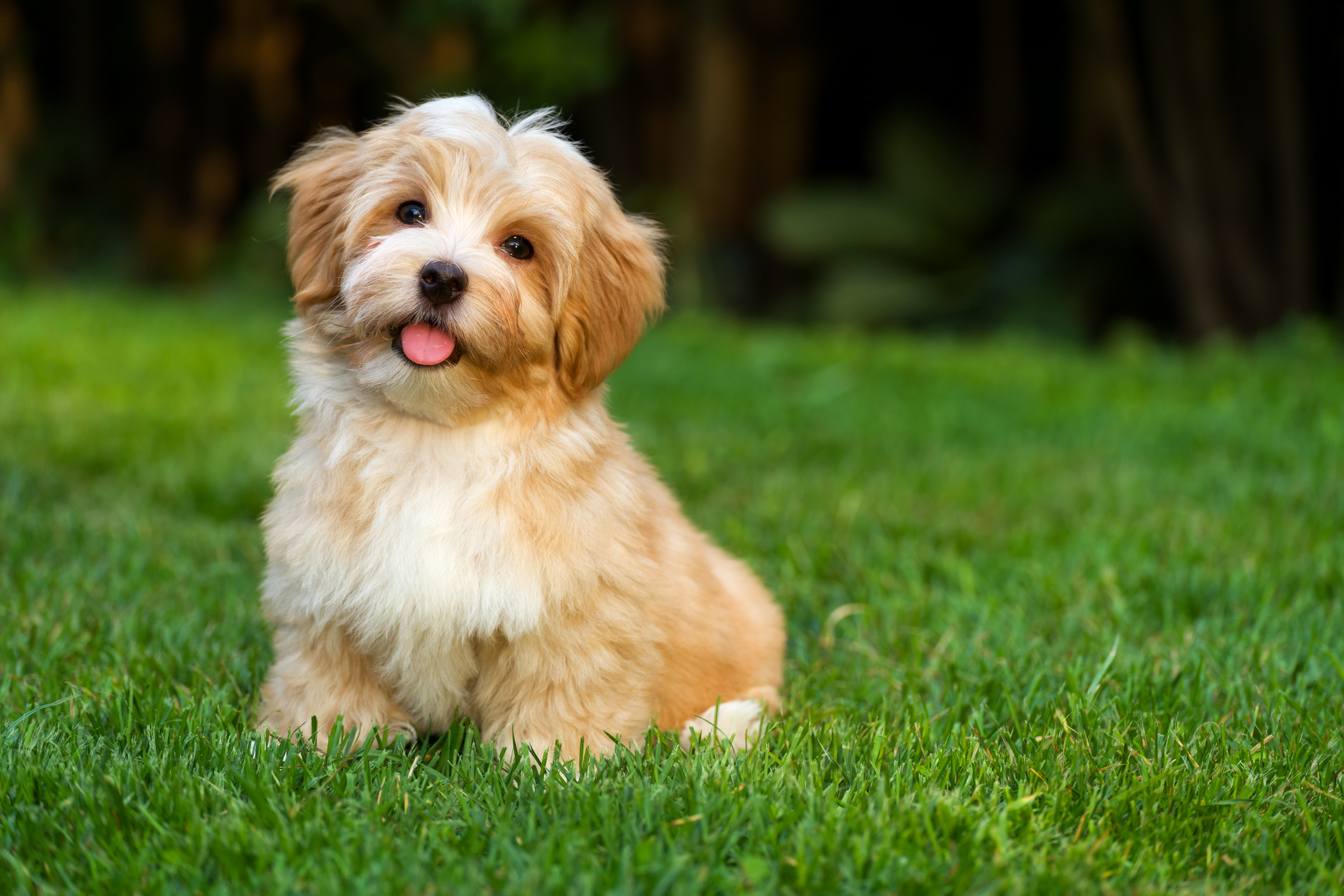 Havanese Dog Breed Information & Characteristics