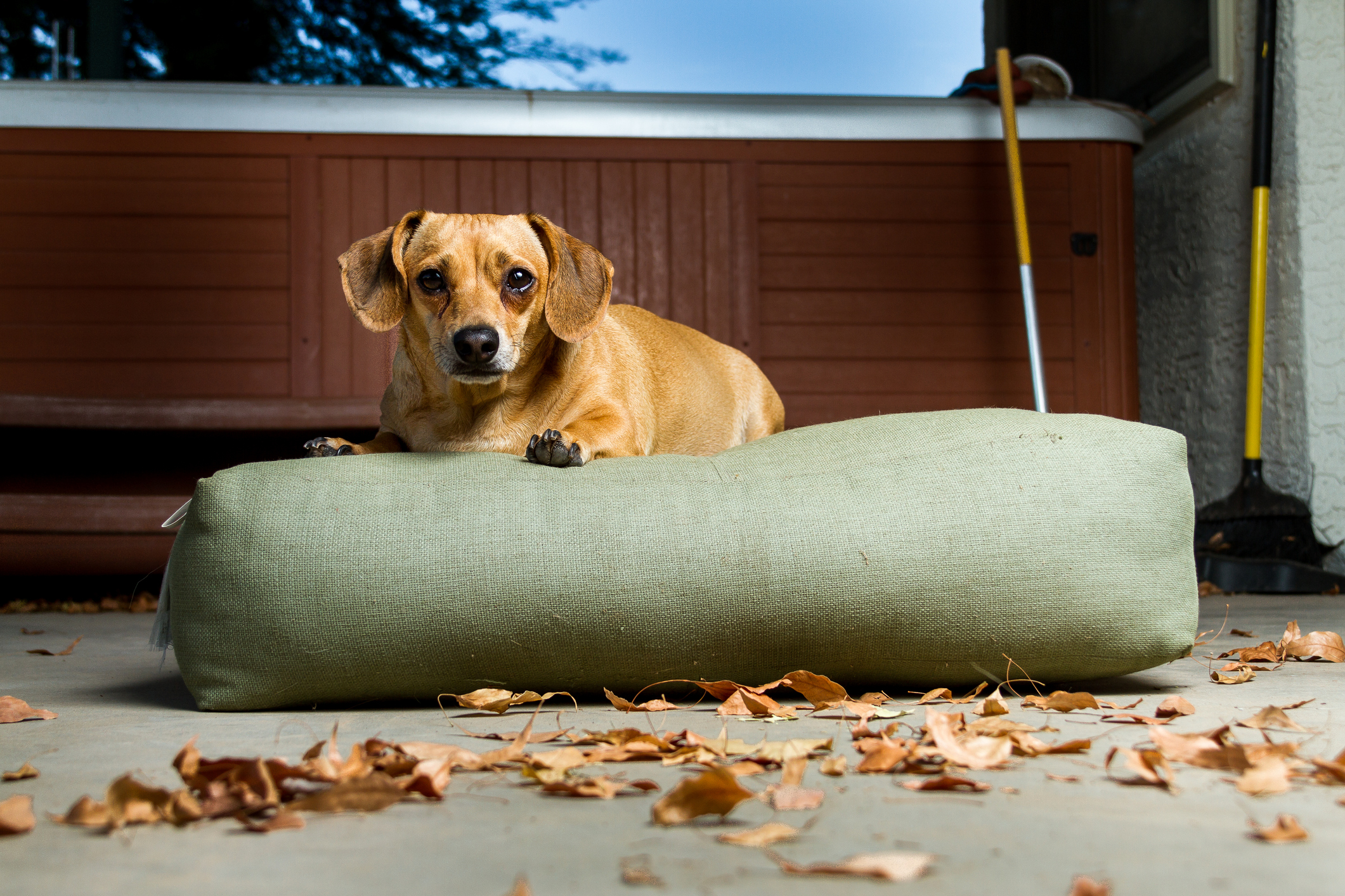 Chiweenie Dog Breed Information & Characteristics