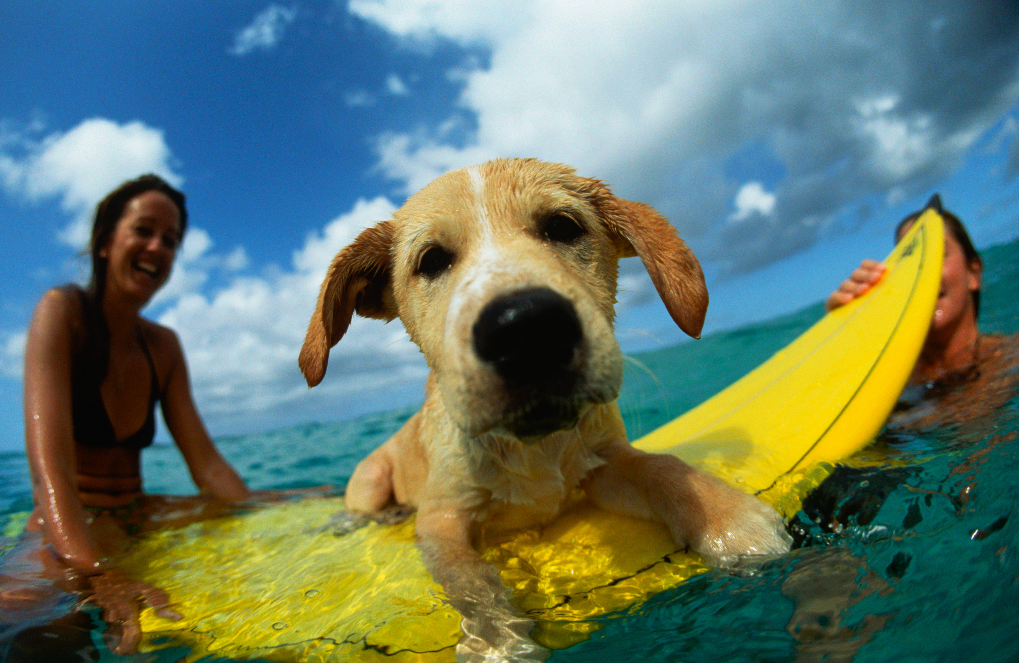 Best Dogs for Surfing