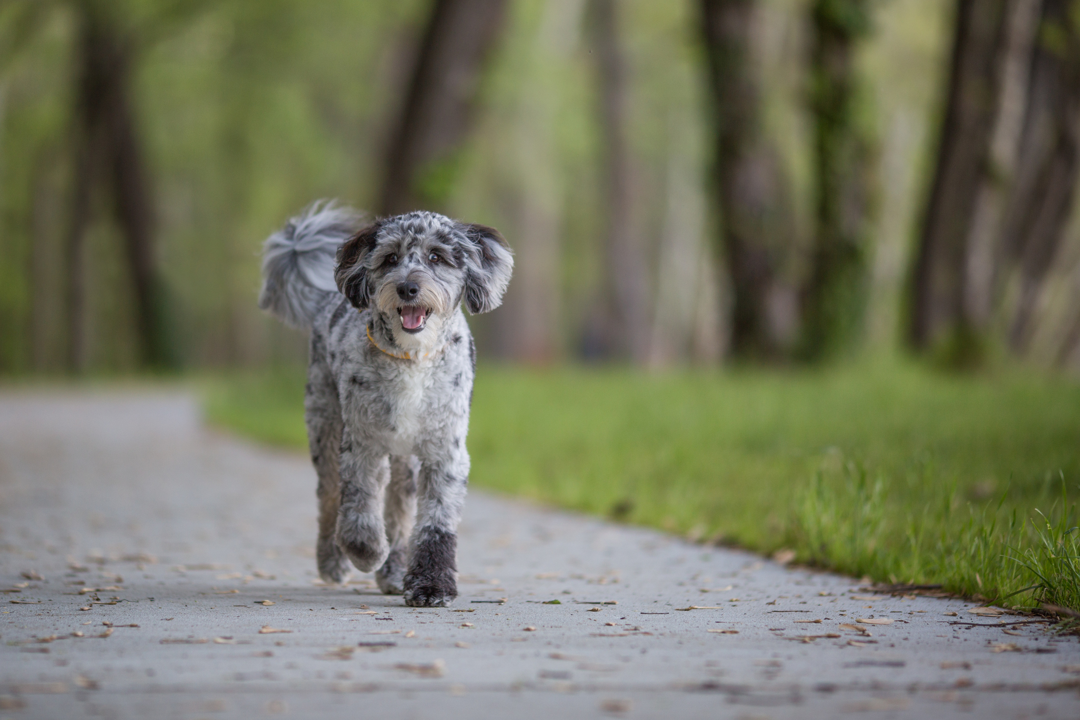 Aussiedoodle Dog Breed Characteristics & Facts